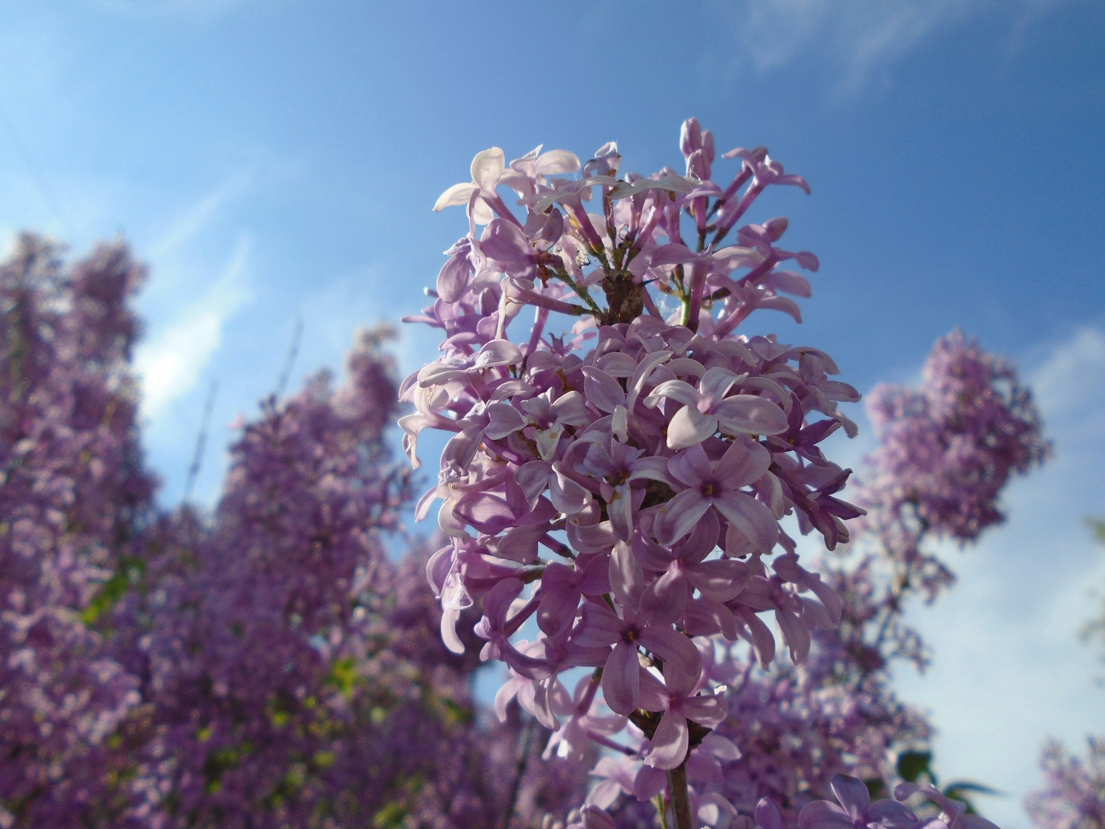 Lilac Pulse: Blooming Cone Against a Bright Blue Sky