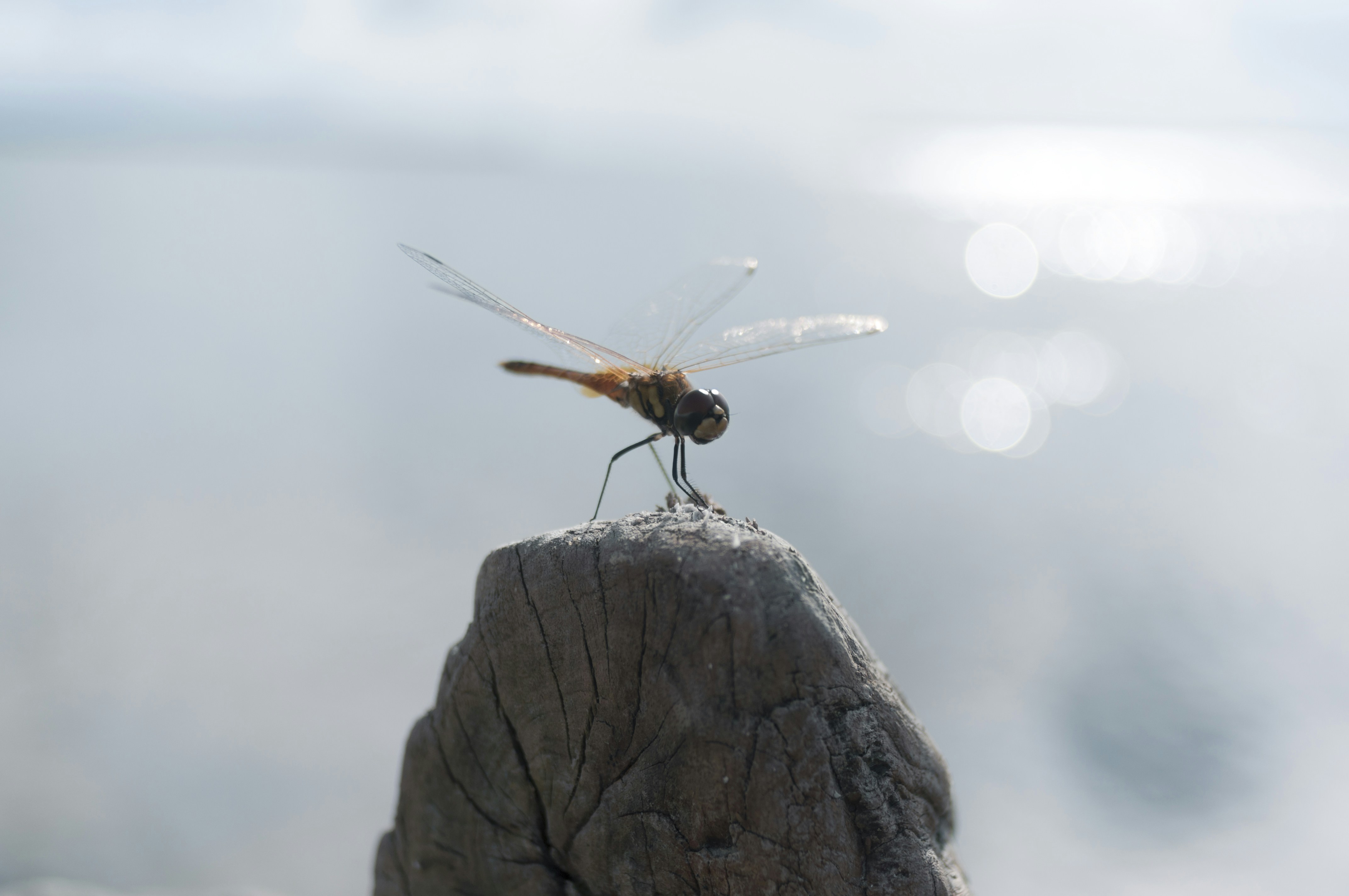 Dragonfly's Quiet Perch: Weathered Rock by Sunlit Sea