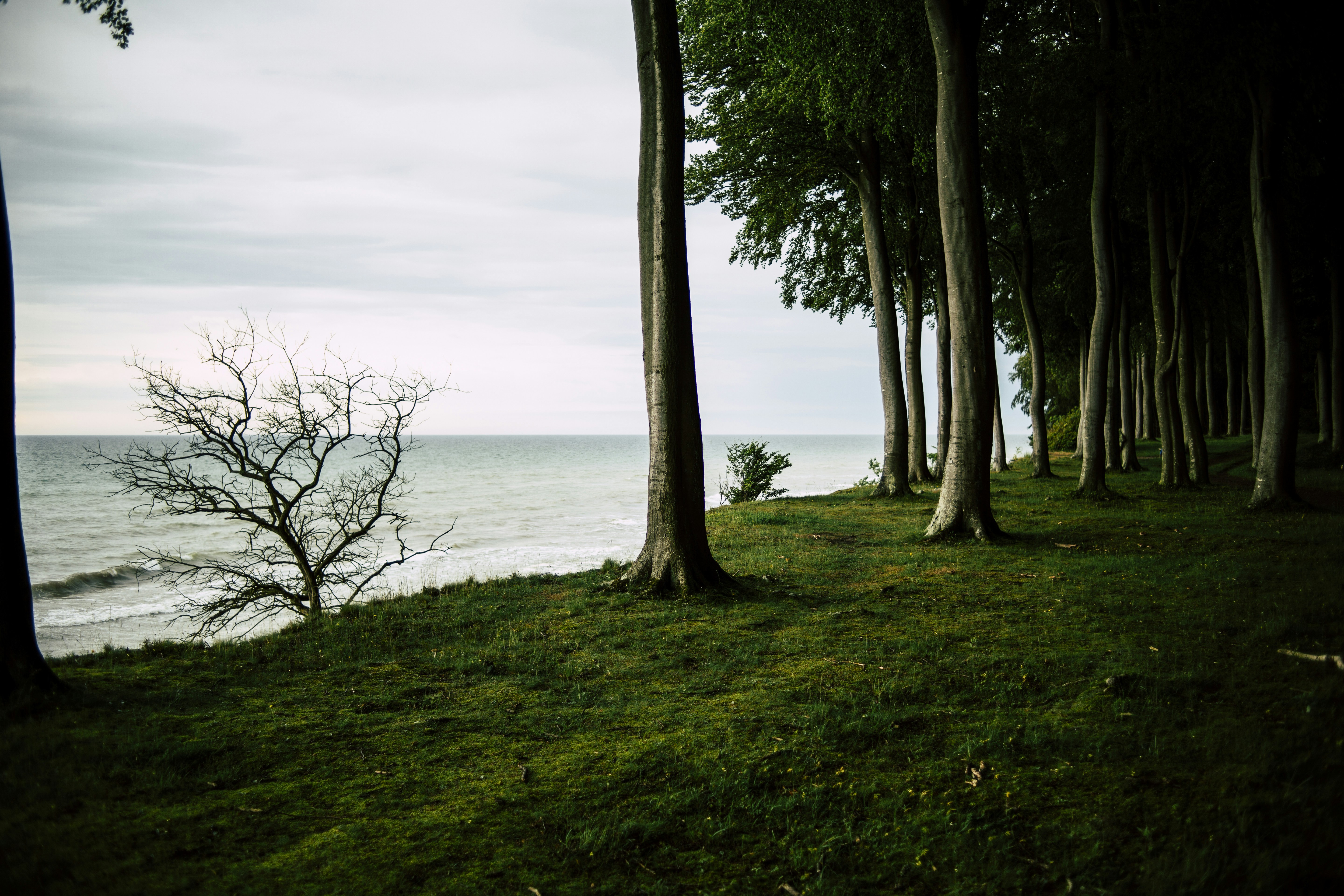 Tall trees line a grassy shoreline with a solitary leafless tree near the ocean under a cloudy sky.