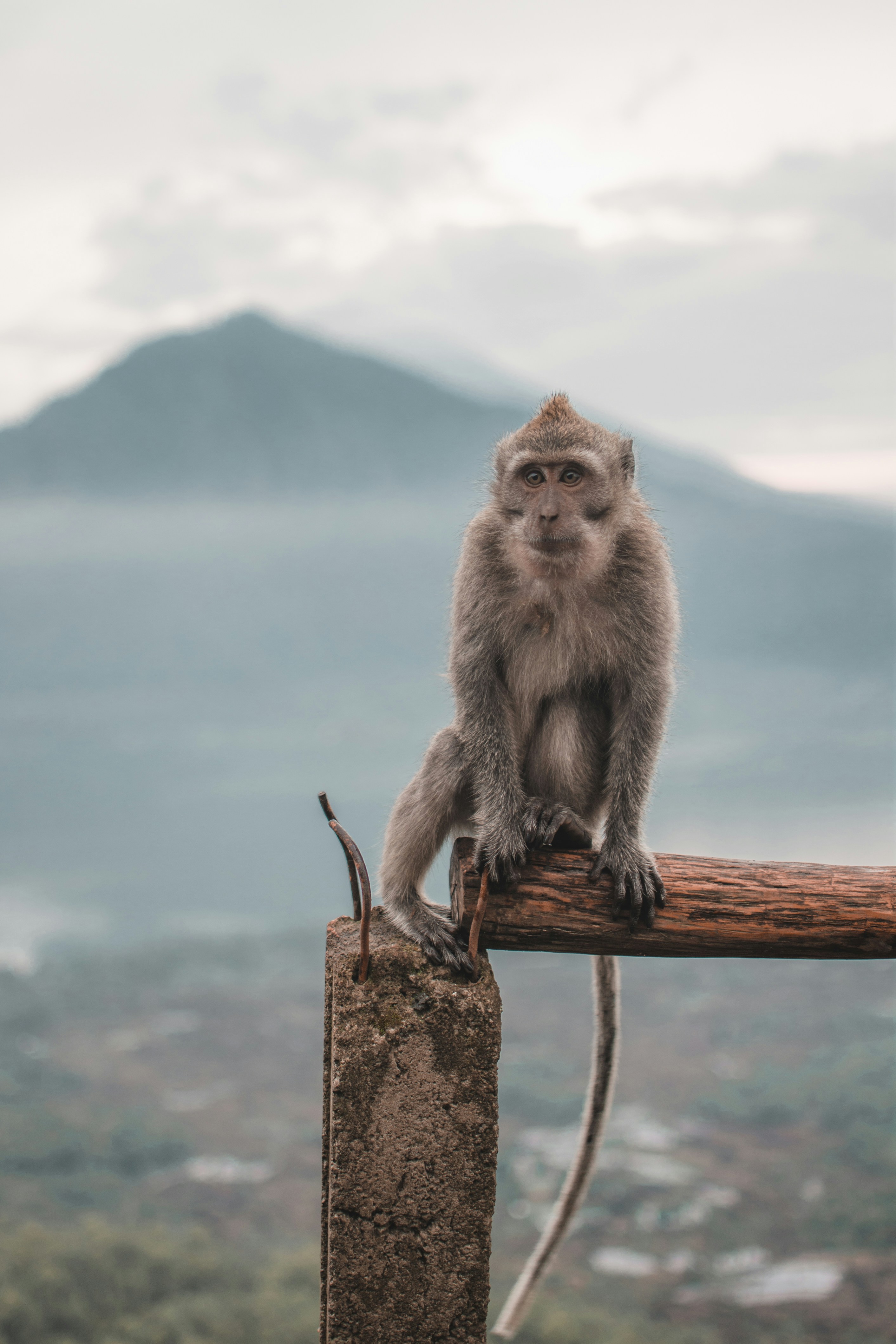 A monkey sits thoughtfully on a wooden railing, overlooking a misty landscape with distant mountains. The serene atmosphere enhances the subject's contemplative pose.