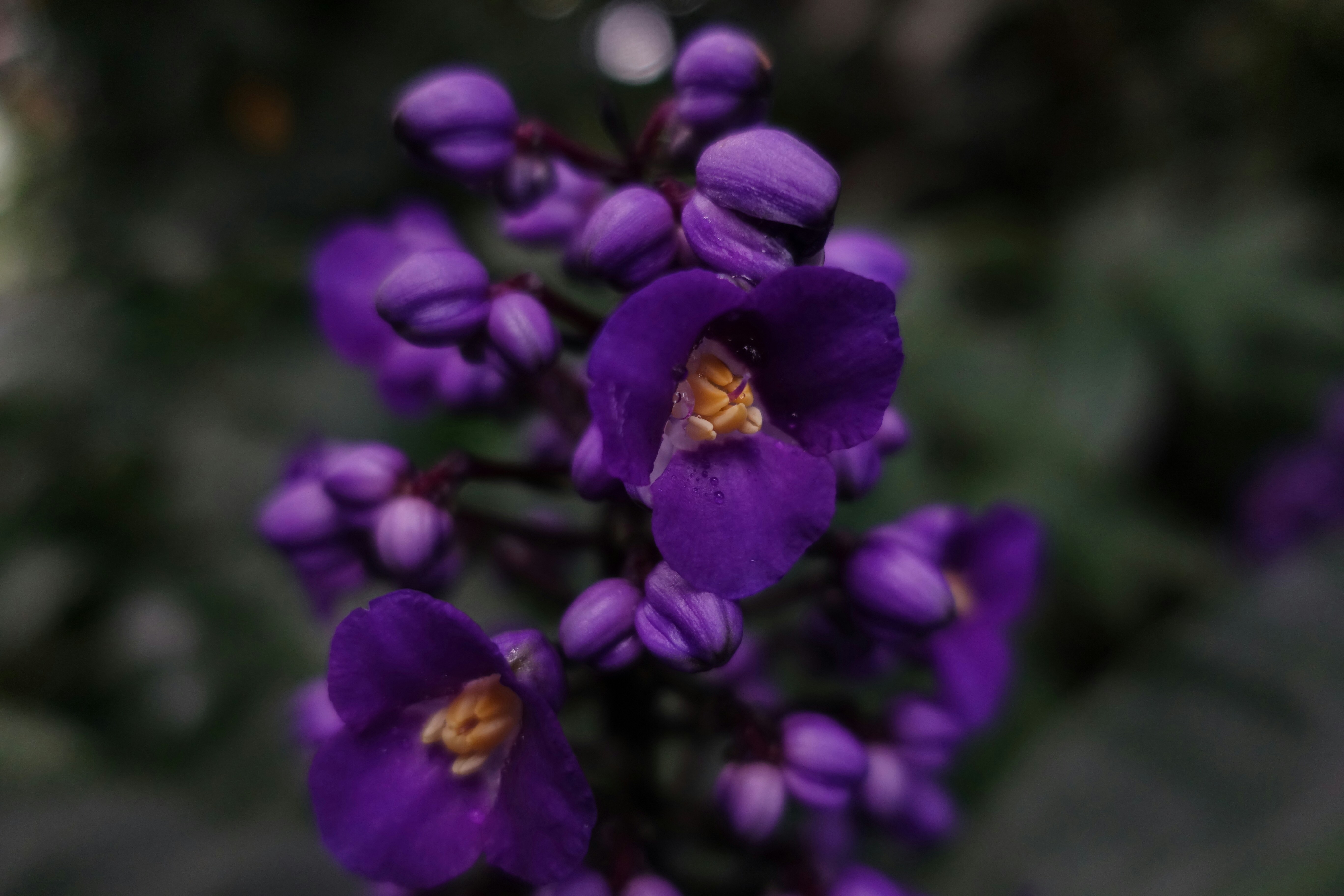 purple petaled flowerYan Ots