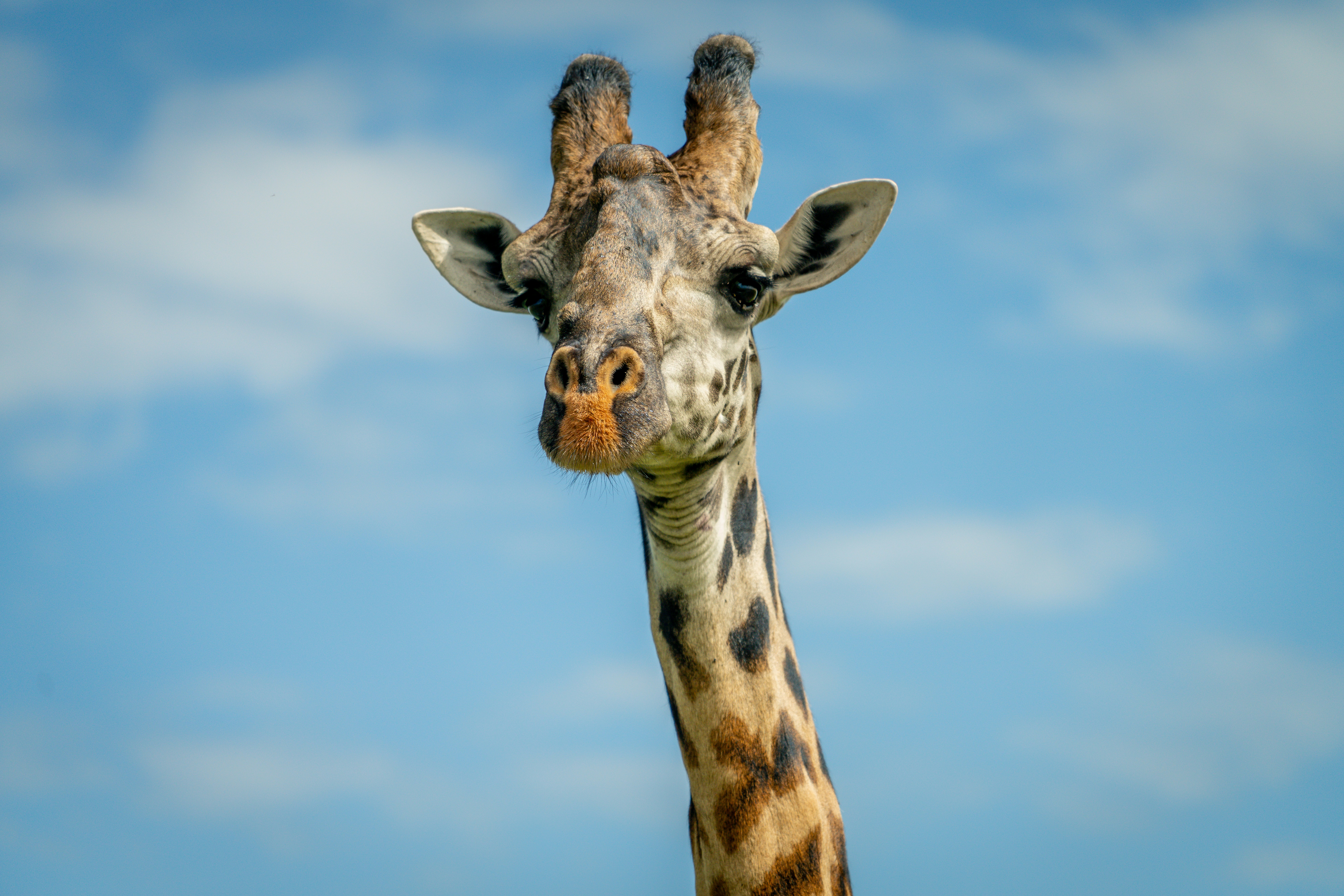 Brown giraffe photo – Free Wildlife Image on Unsplash