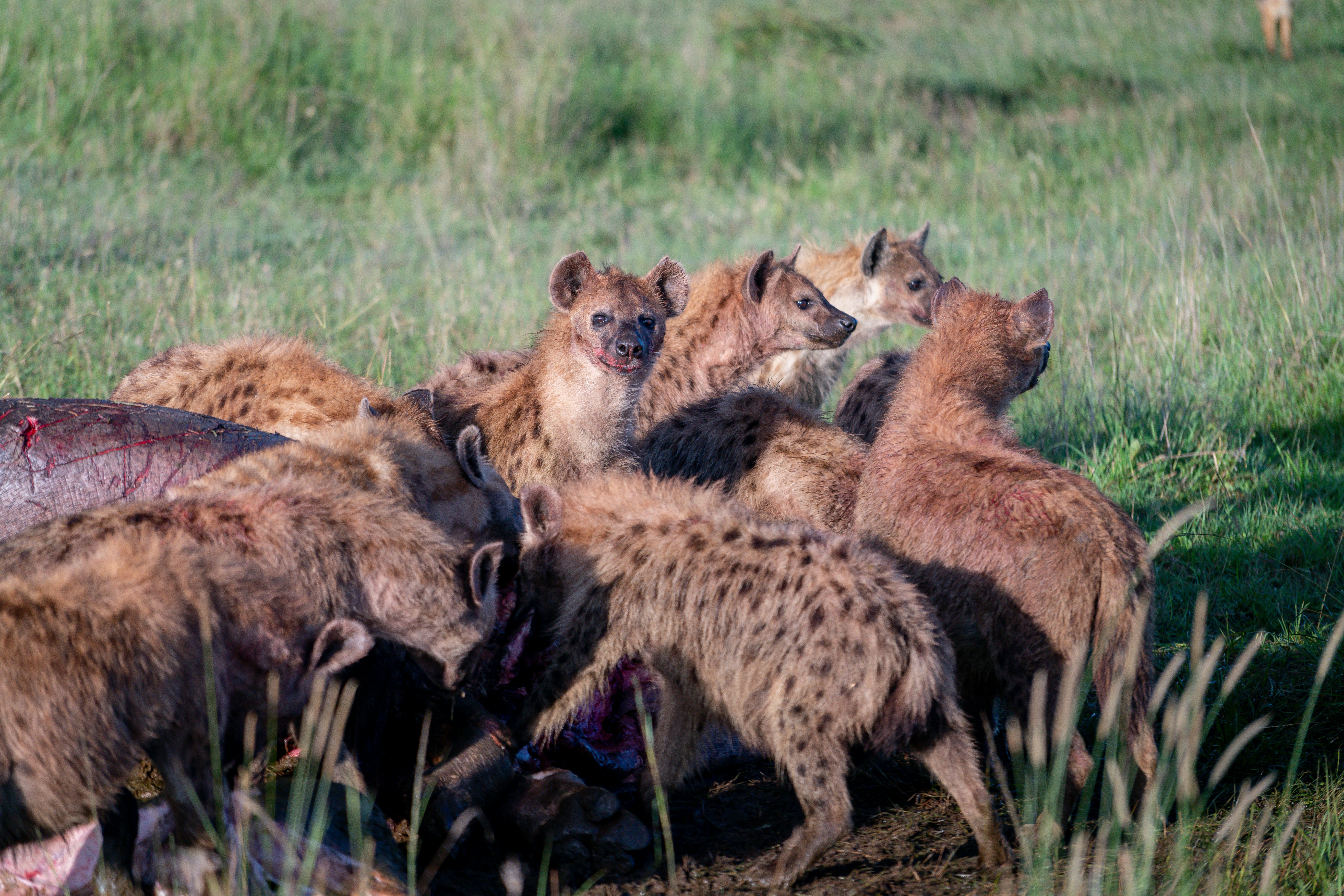 Scarred Carcass Pack: Hyenas Gather Around a Cratered Prideland