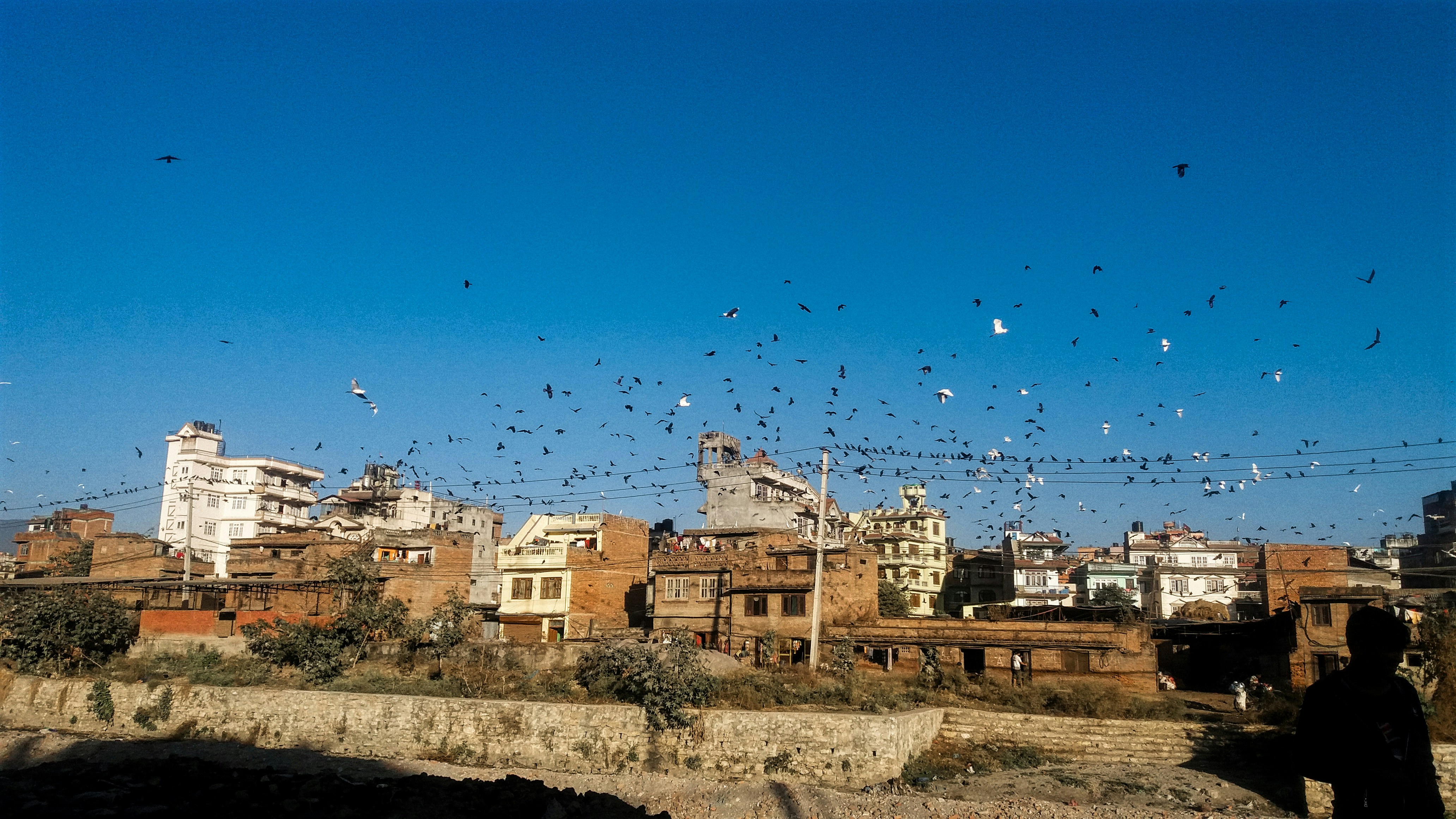 Flock of birds soaring above a rustic cityscape under a clear blue sky.