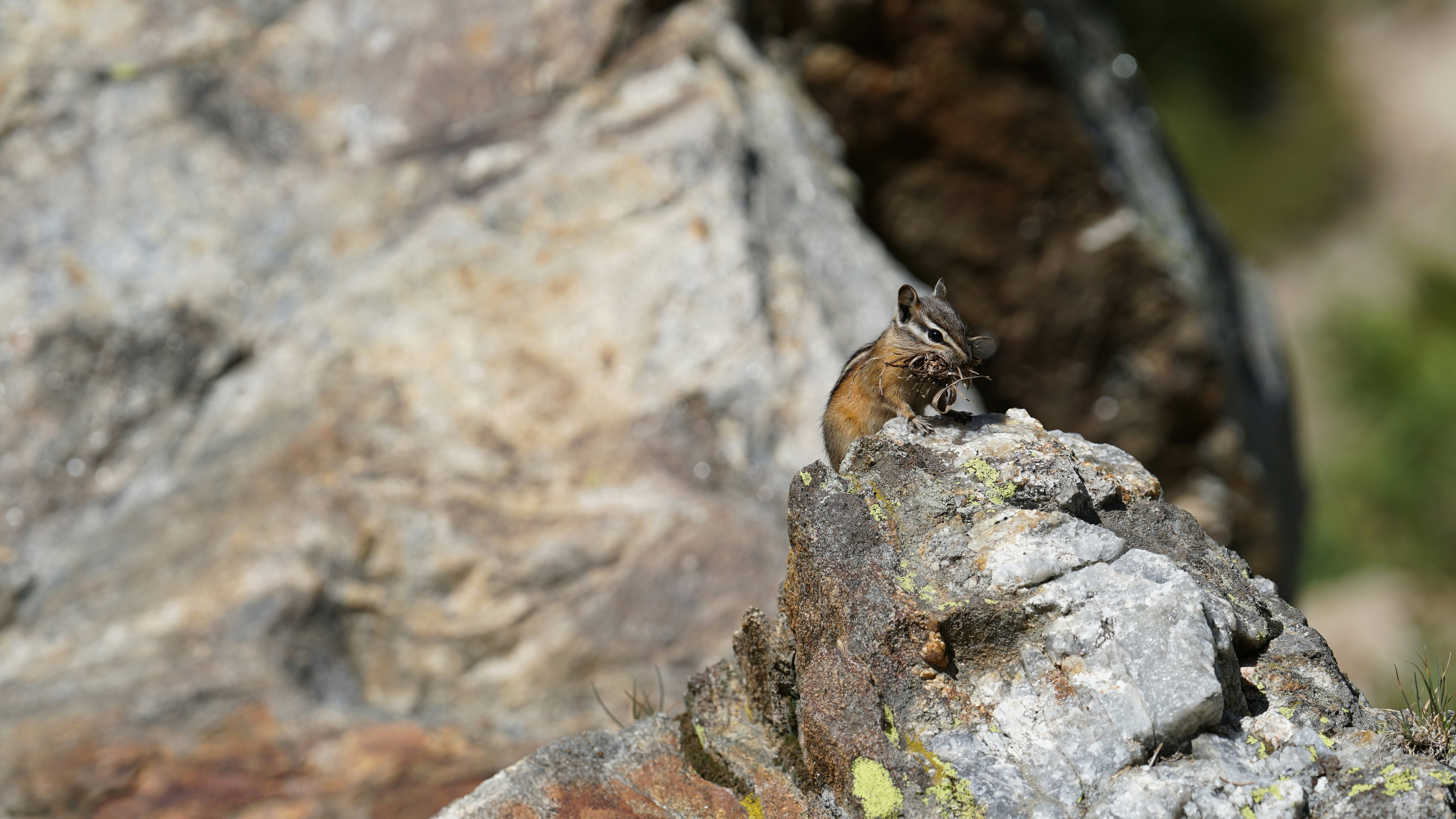 Insecte brun sur roche photo – Image gratuite de Gris sur Unsplash