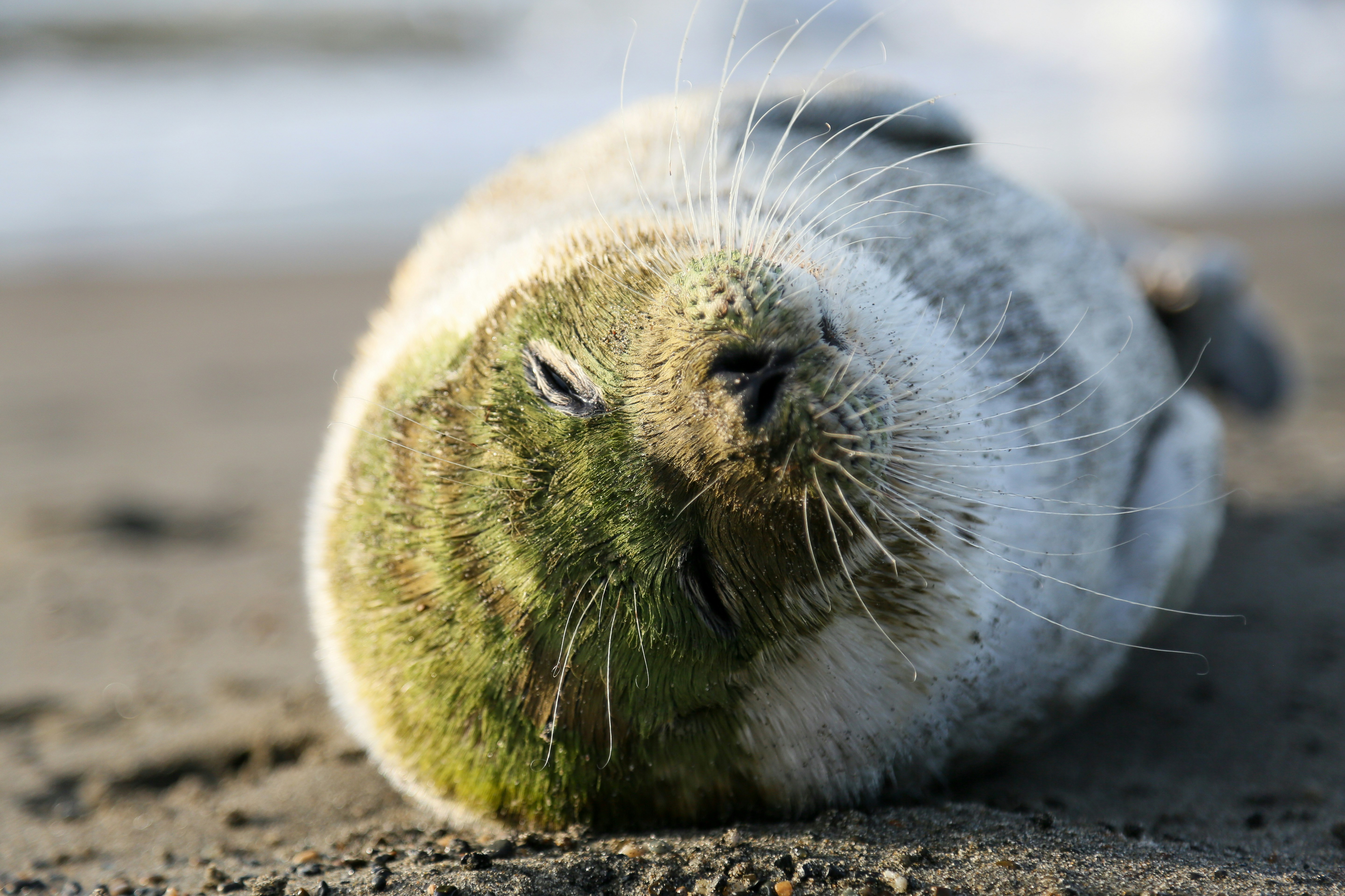 green and white seal lying on ground