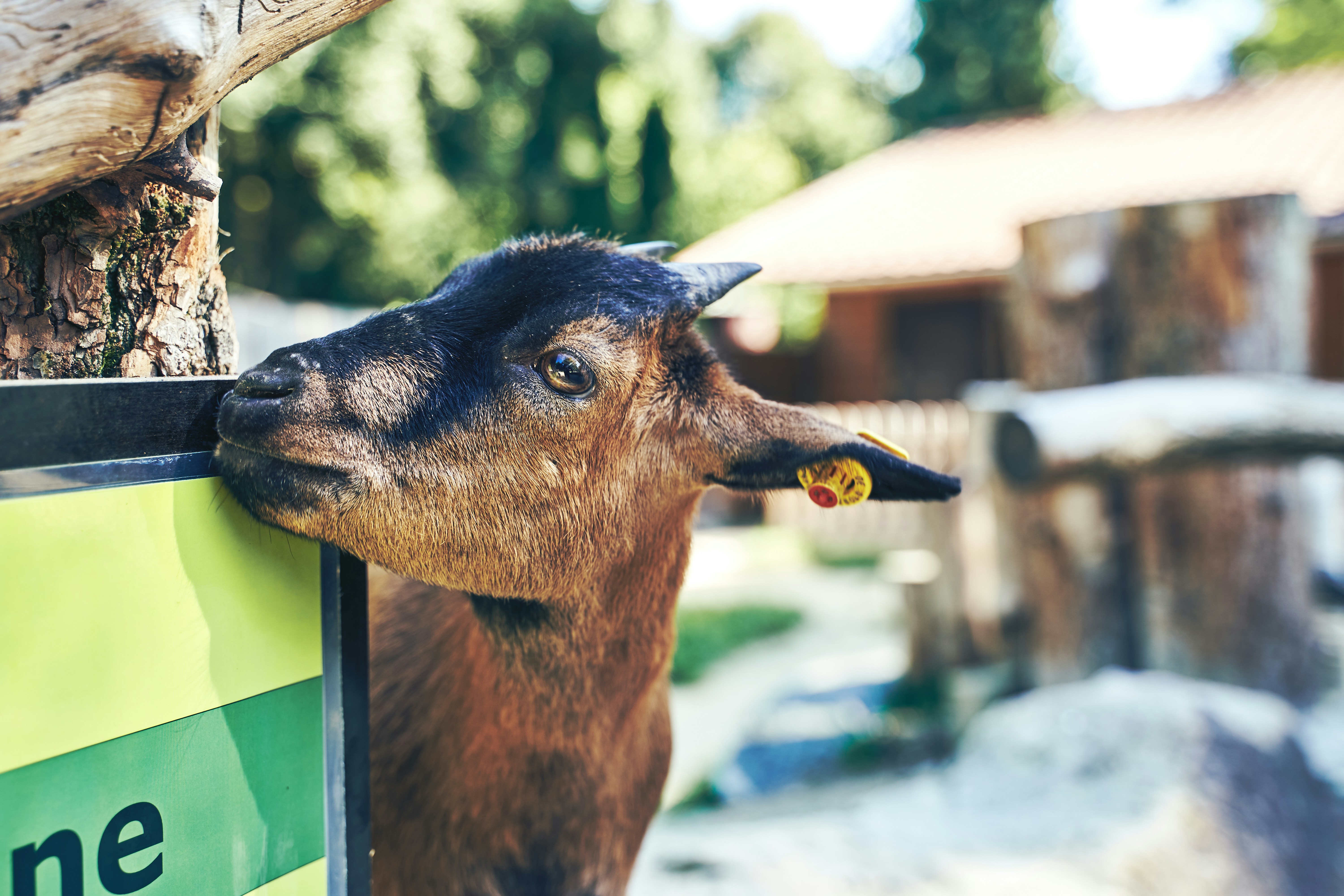 Curious Goat Probes a Neon Green Sign in a Sunlit Farmyard