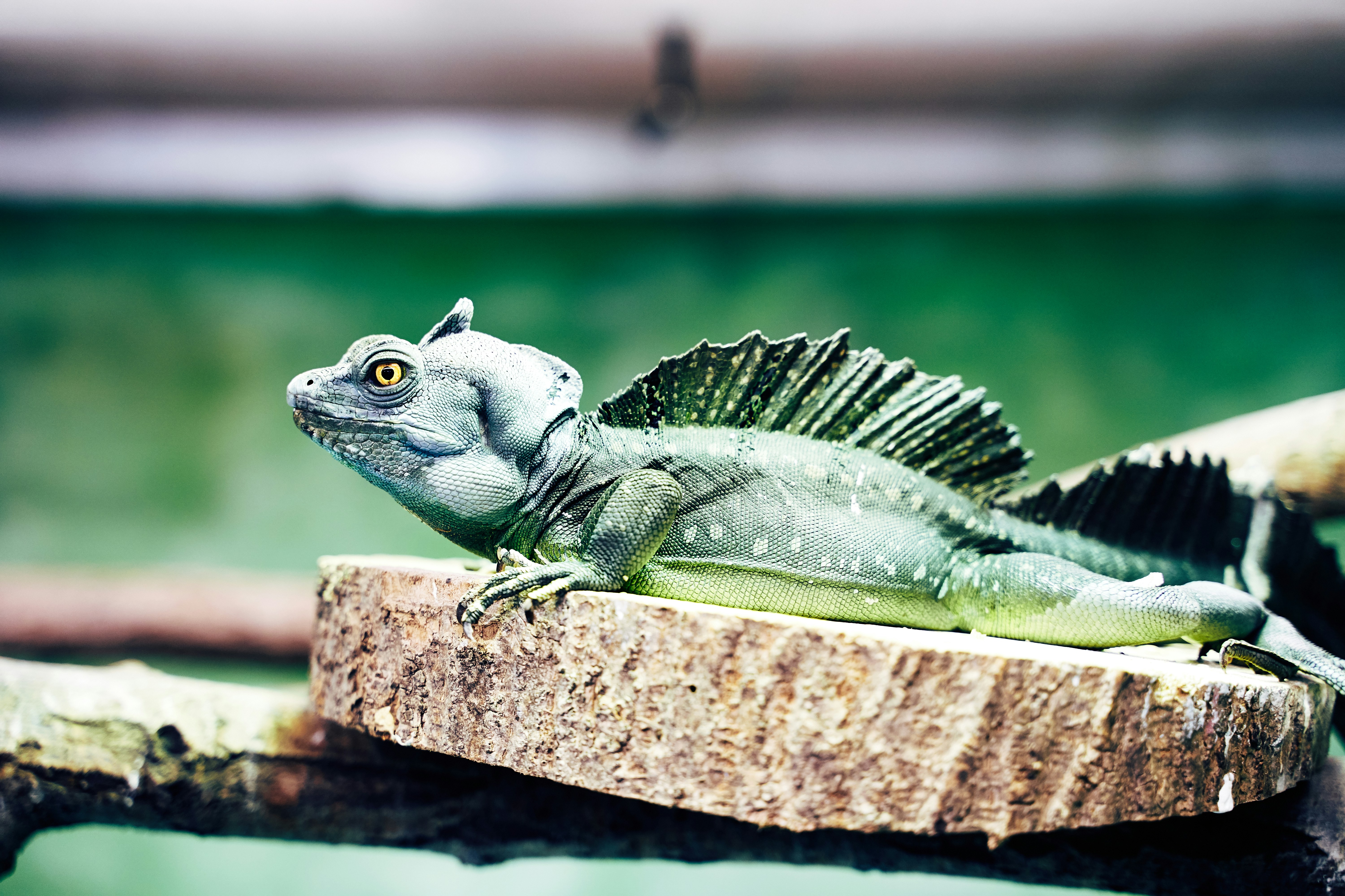 Green Dragon on a Stone Ledger