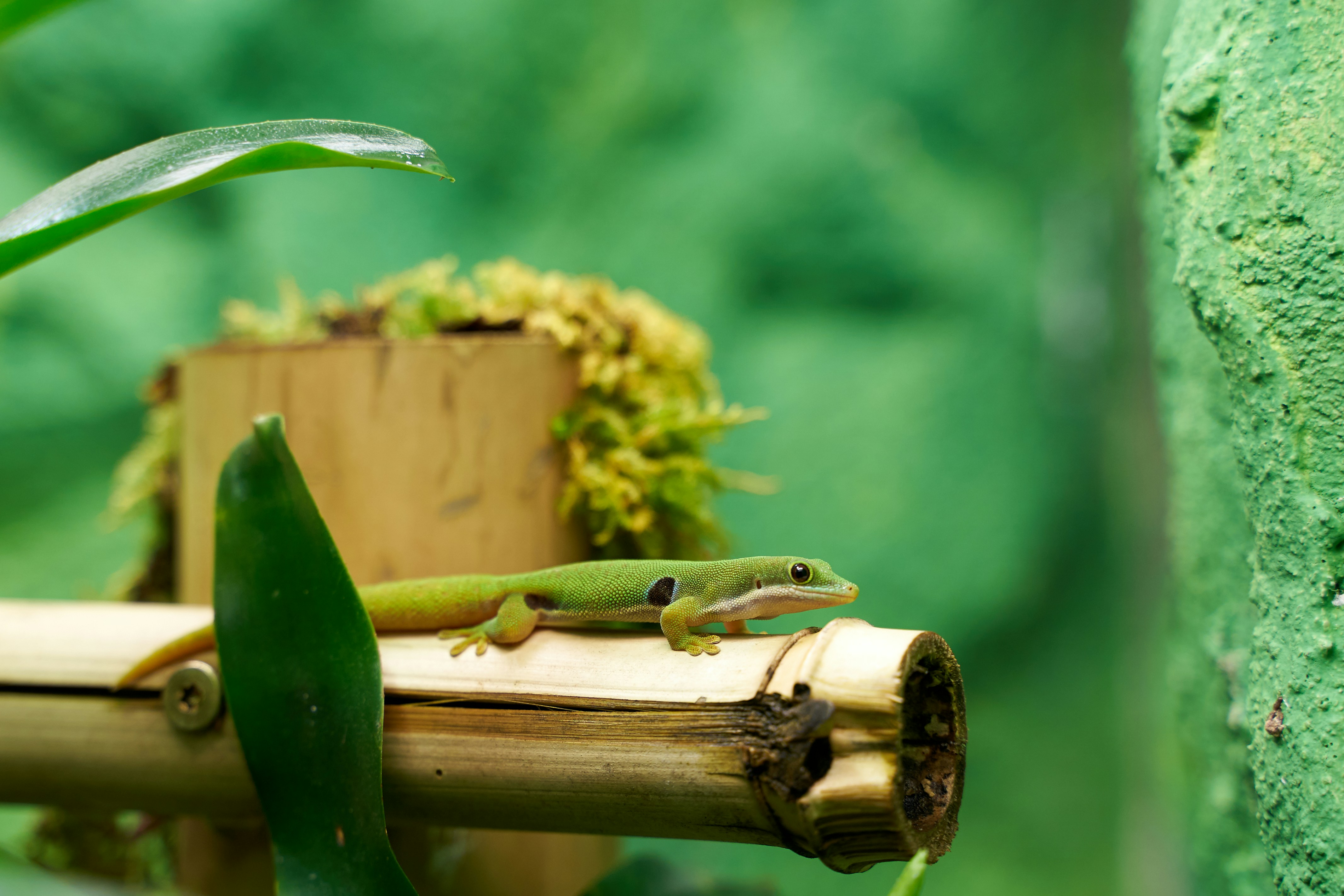 A Green Gecko Perches Across a Bamboo Rail