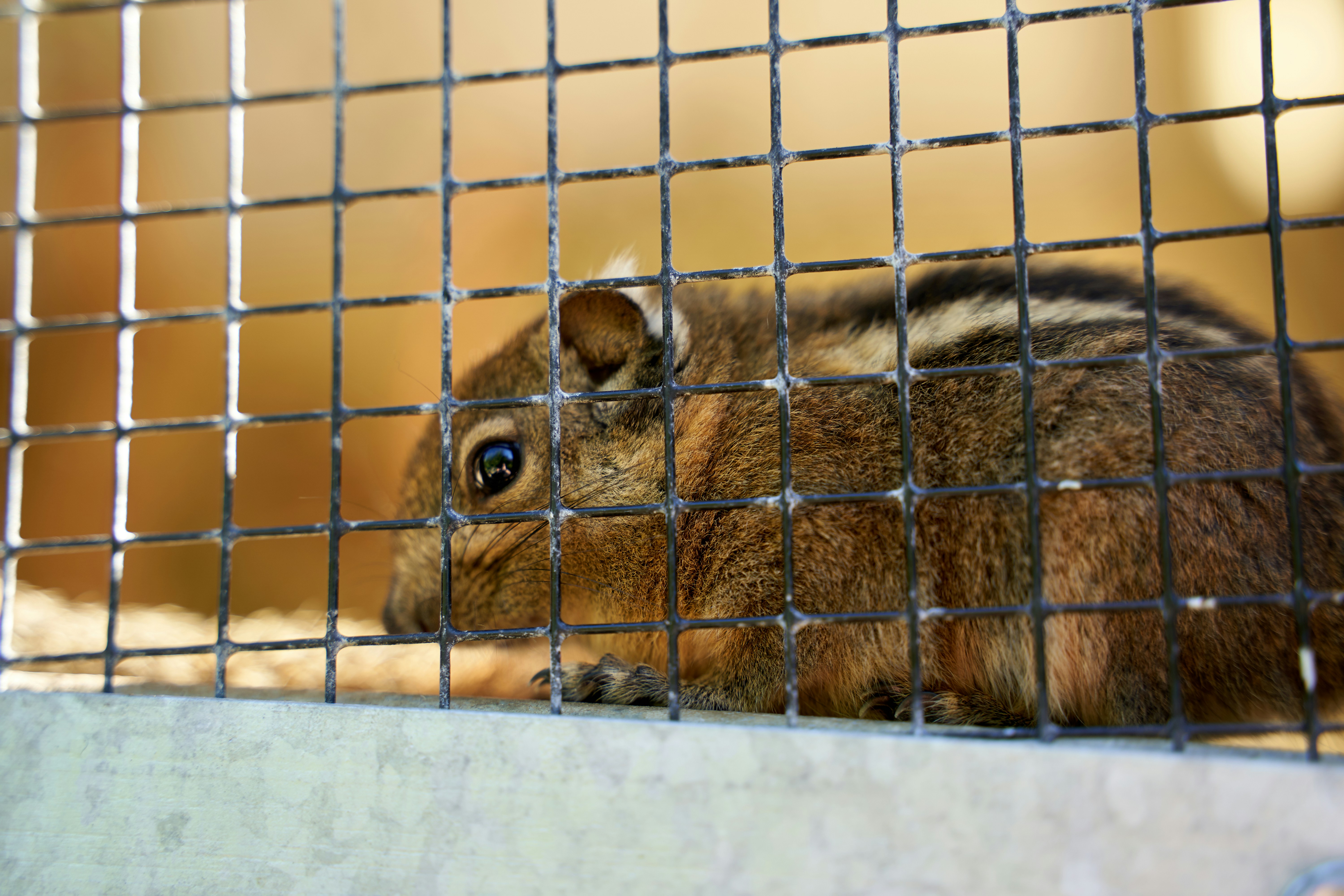 Glimpse Through the Grid: A Hamster's Quiet Gaze