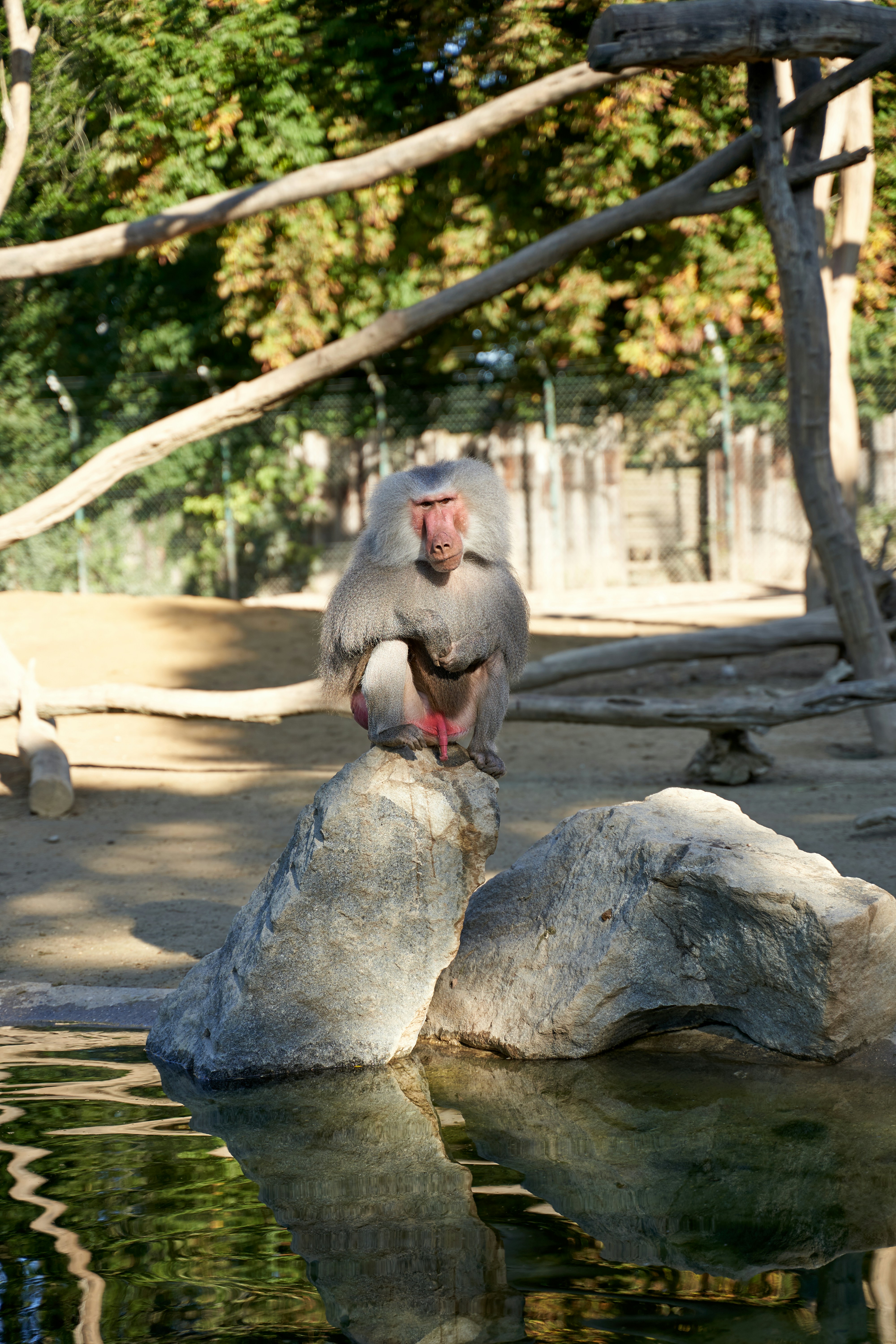 Quiet Watcher: Japanese Macaque on a Granite Rock by a Reflective Pond