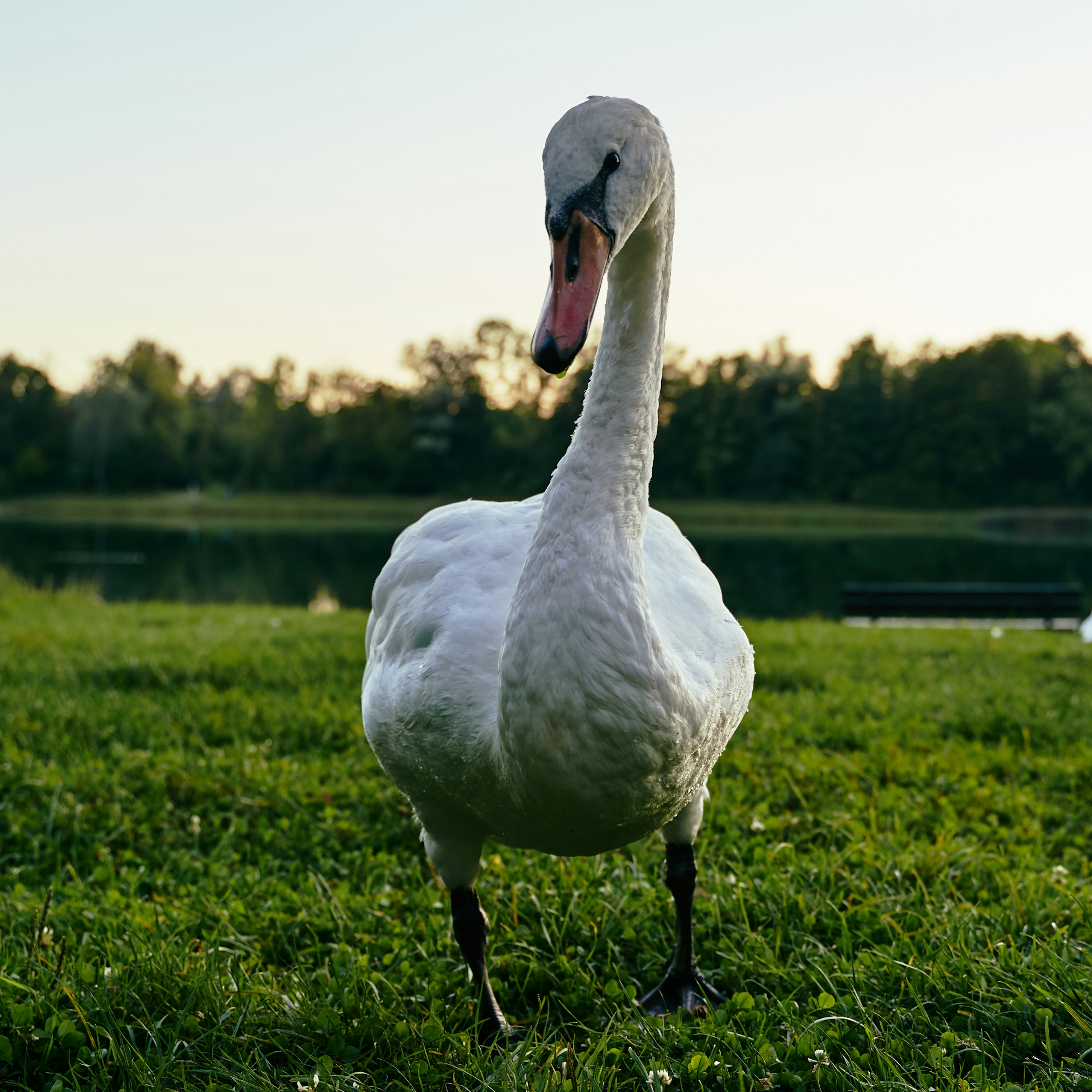 Dawn-Lit Swan: A solitary guardian along the lakeside grass