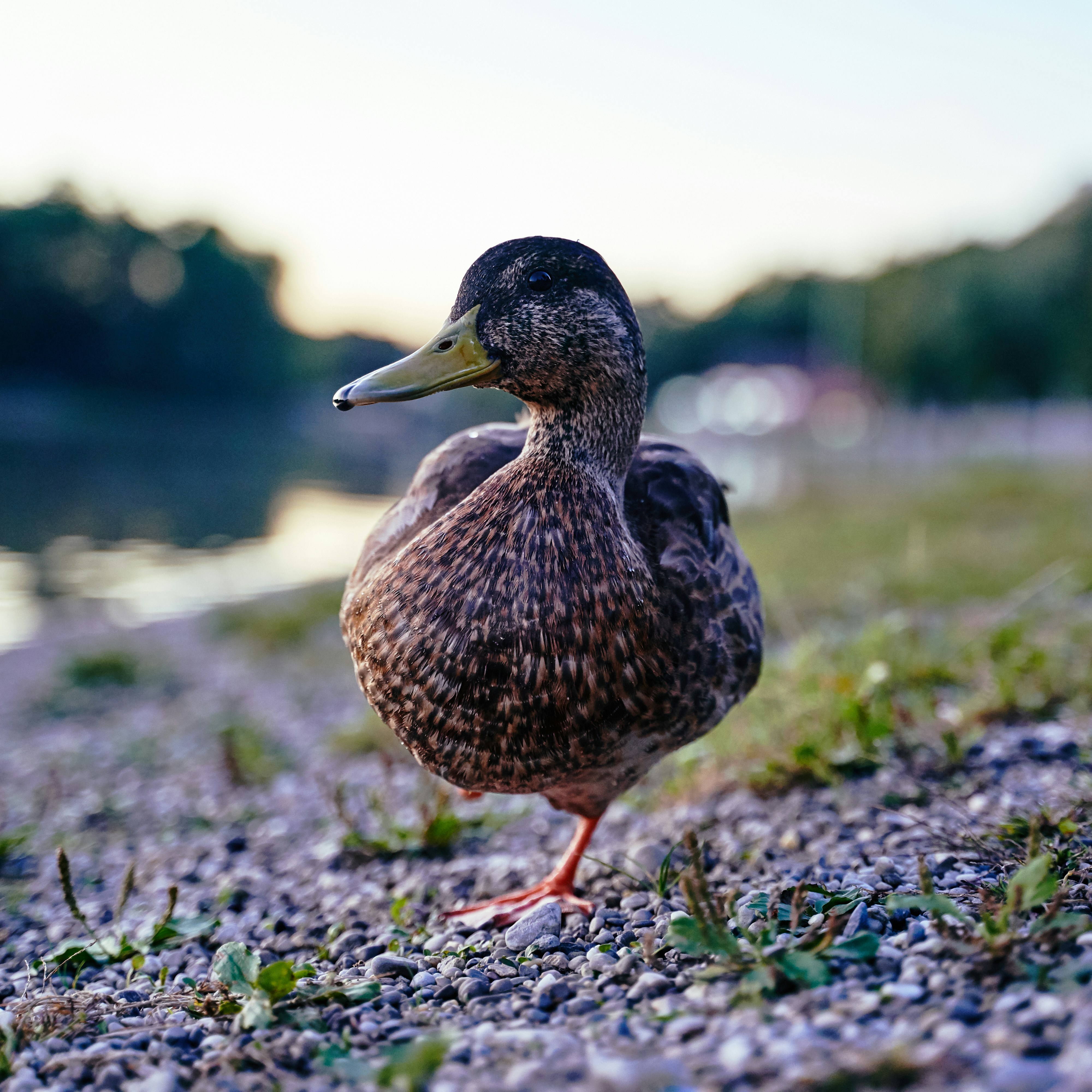 500+ Donald Duck Pictures [HD] | Download Free Images on Unsplash