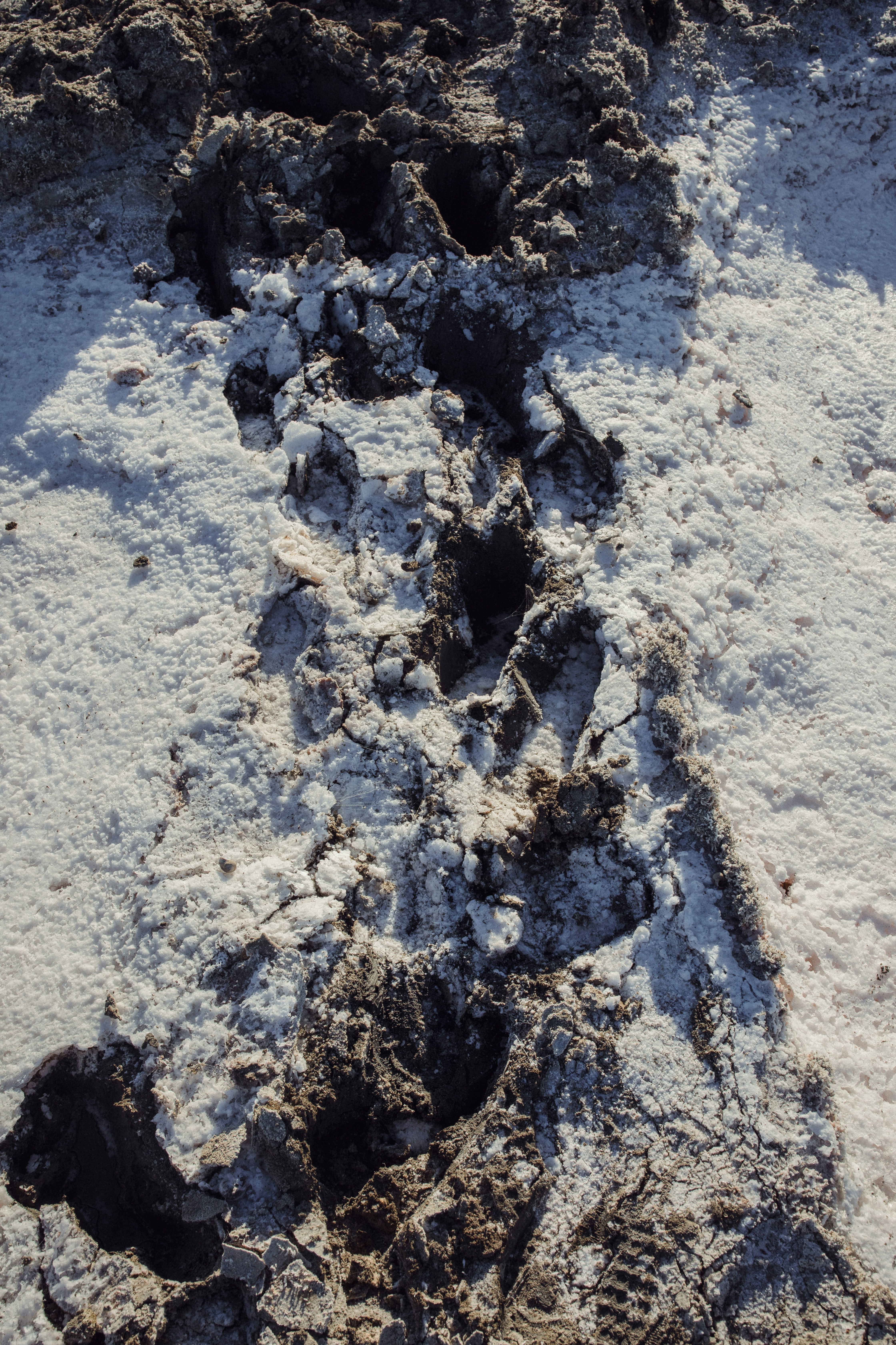 Footprint Ridge: A Snow-Dusted Mud Trail Under Winter Light