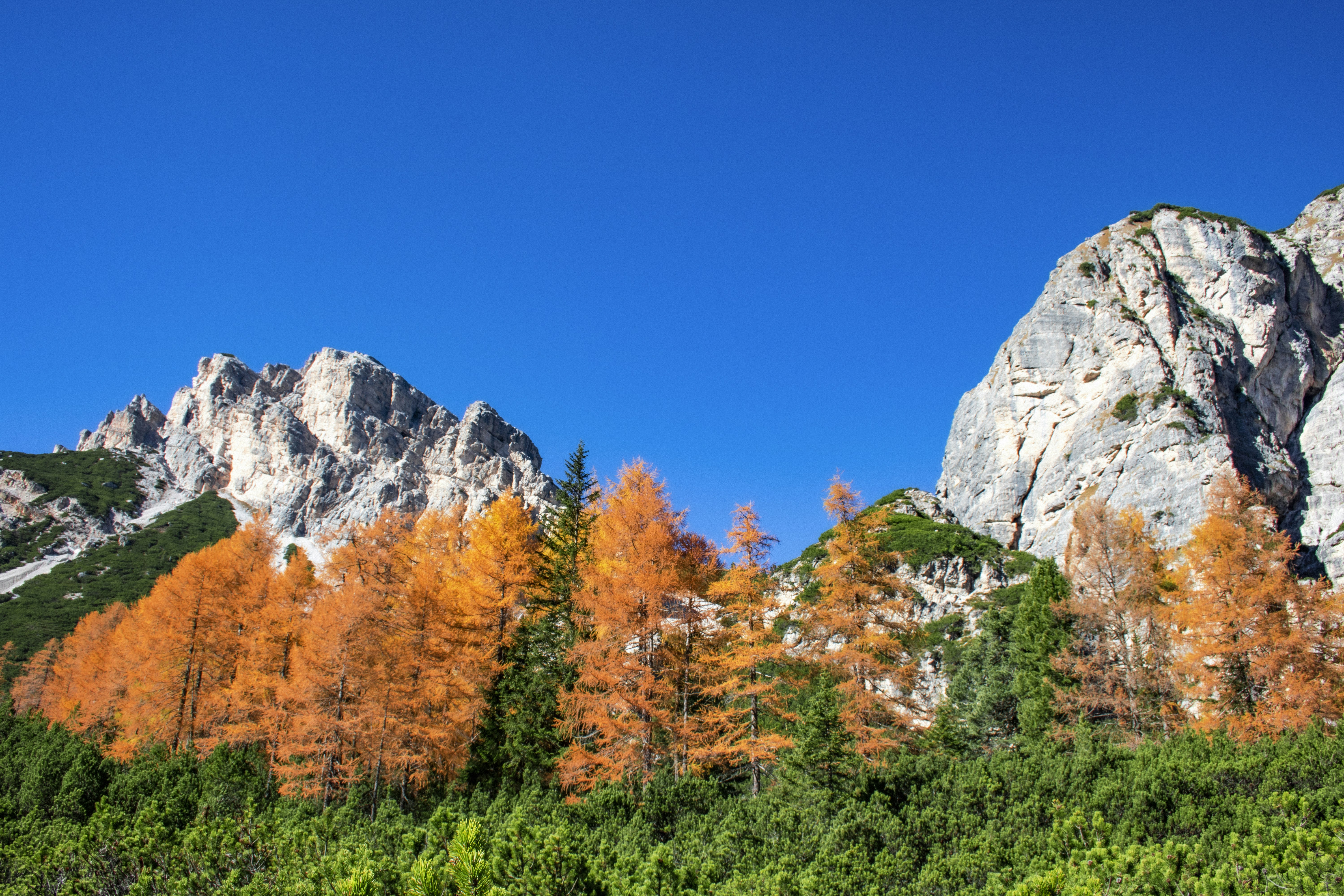 Golden Trees at the Foot of Cerulean Peaks