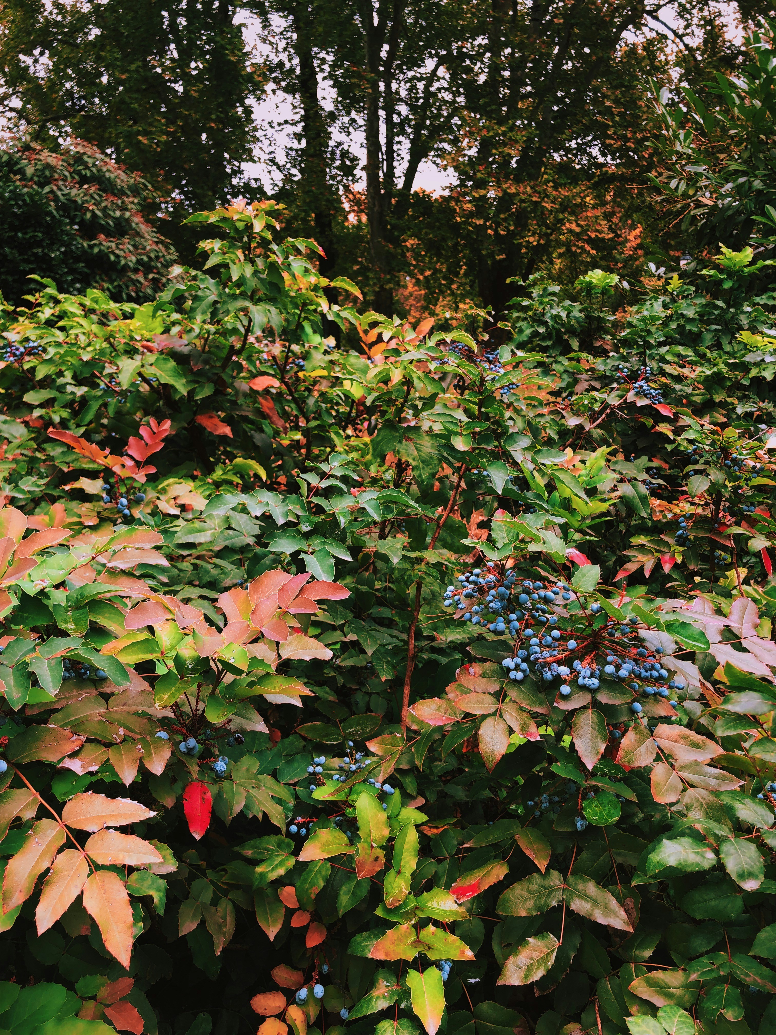 Autumn Berries Underground: A Dense Foliage Burst