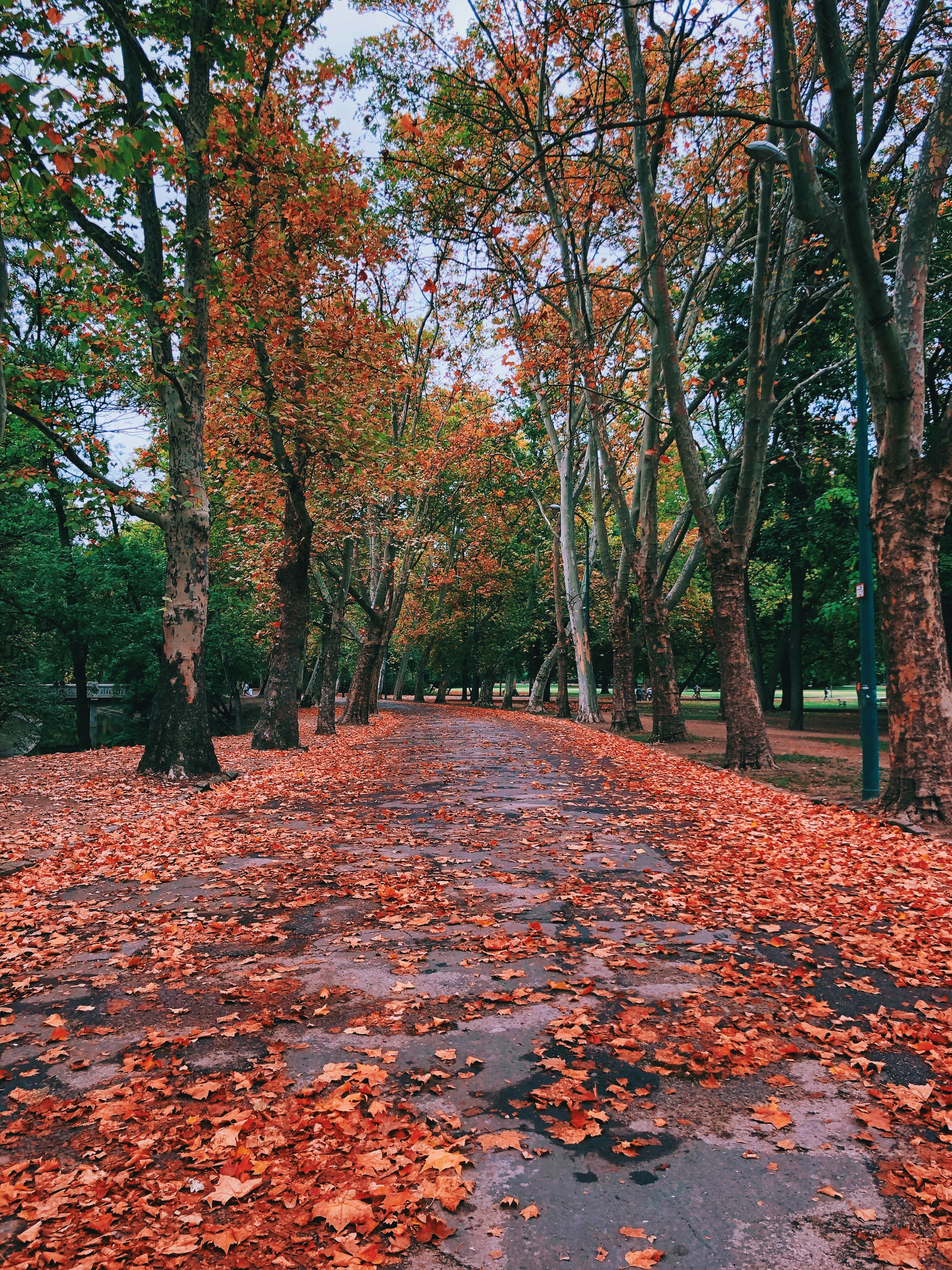 Orange and green trees and pathway photo – Free Nature Image on Unsplash