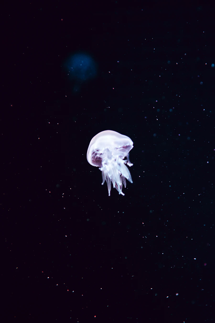 A glowing white jellyfish floats against a nearly black, star-speckled background, with delicate tentacles trailing below. A faint blue bloom appears near the upper left.