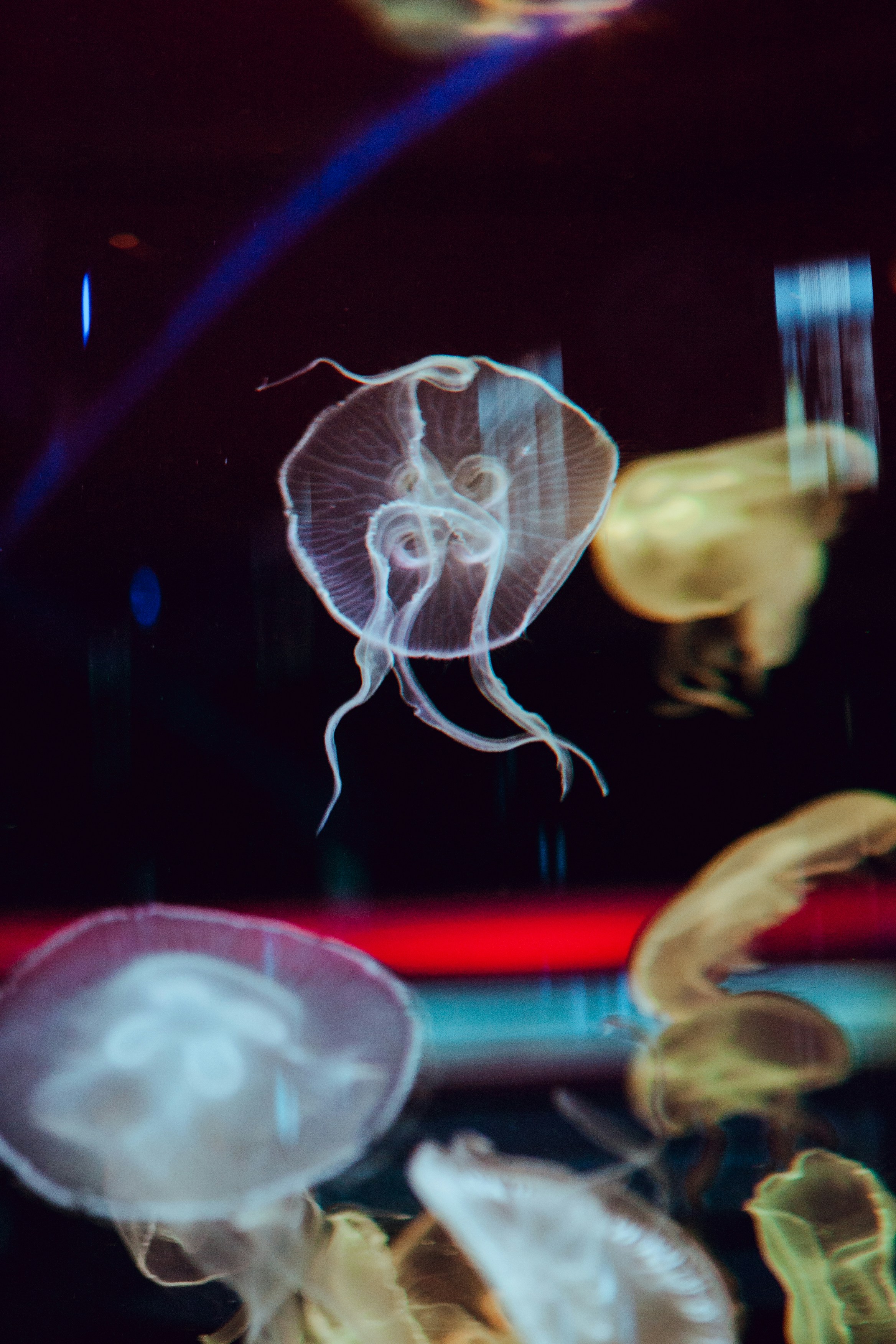 Translucent Bloom: Medusa Jelly in a Velvet Night