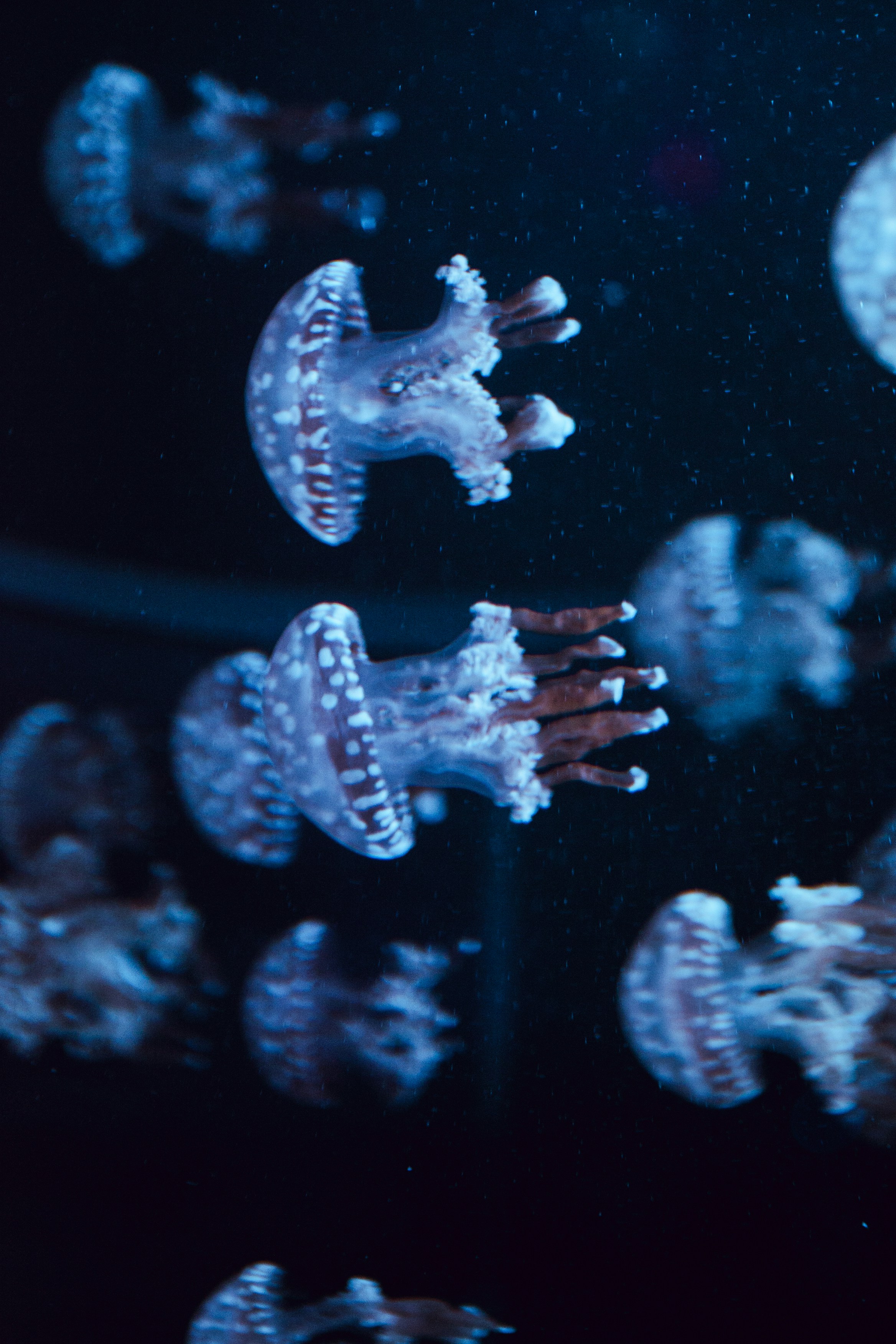 Underwater photography of gray jellyfishes photo – Free Jellyfish Image ...