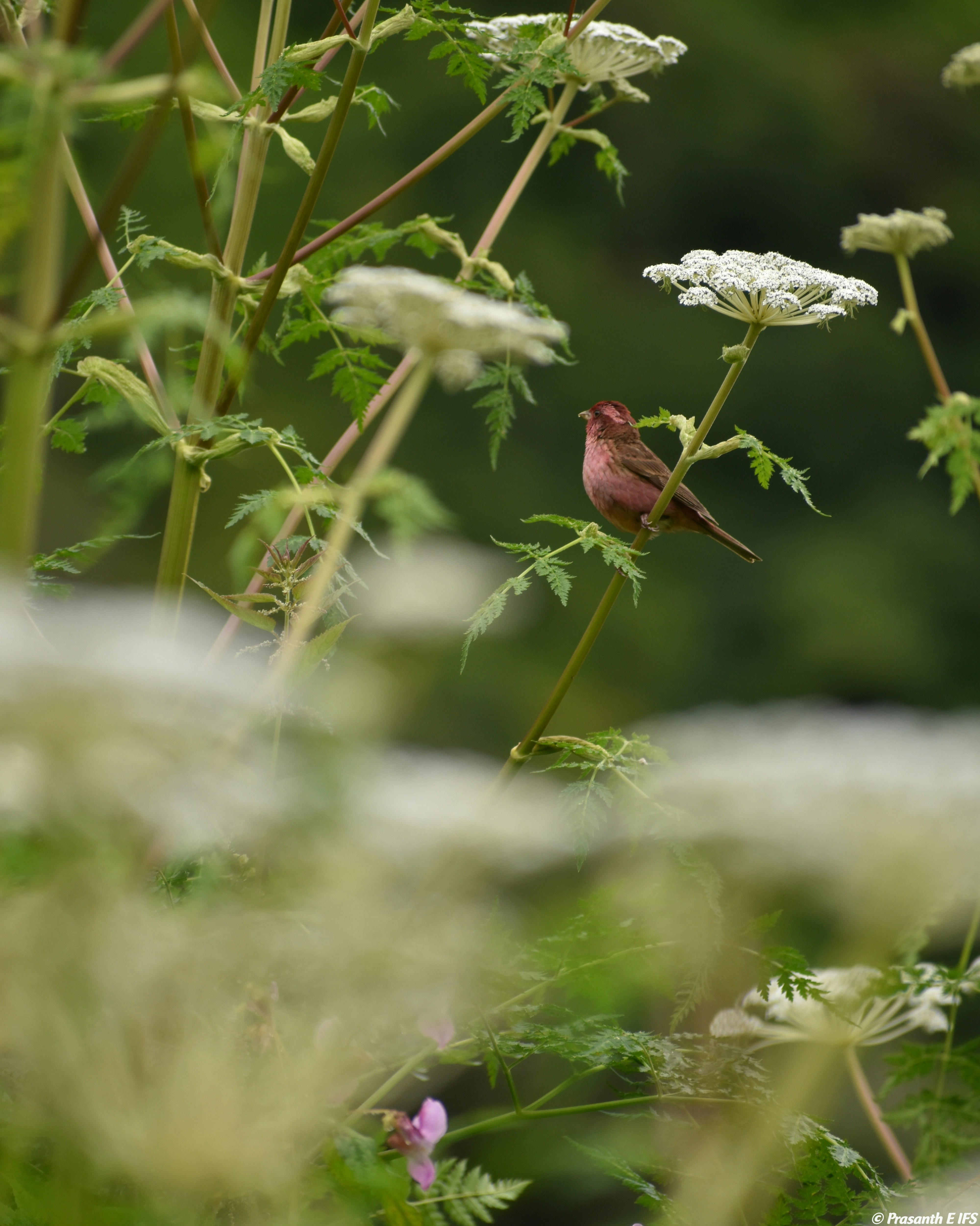 A rose finch bird in Himalayas valley of flowers national park