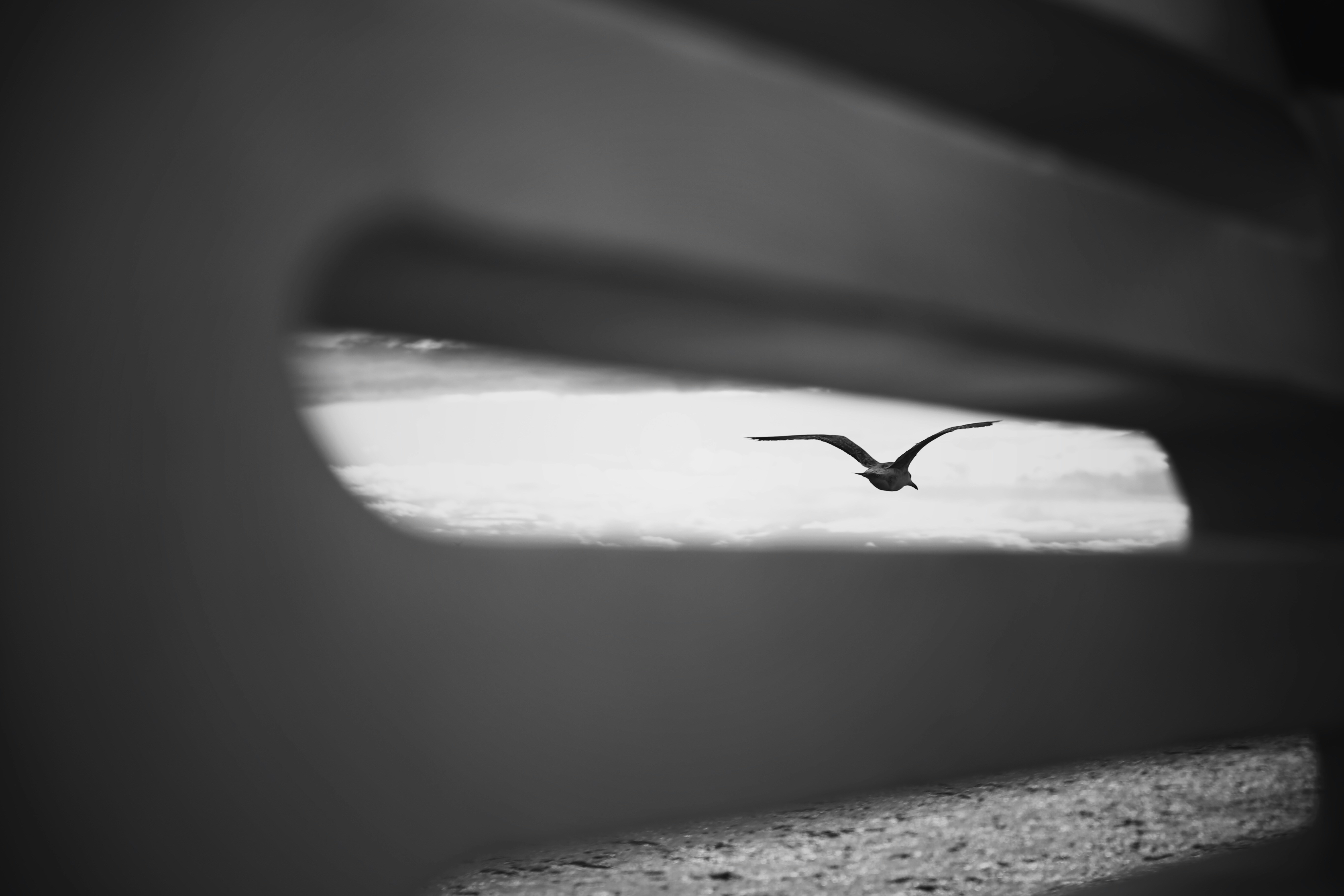 Greyscale photography of bird photo – Free Building Image on Unsplash