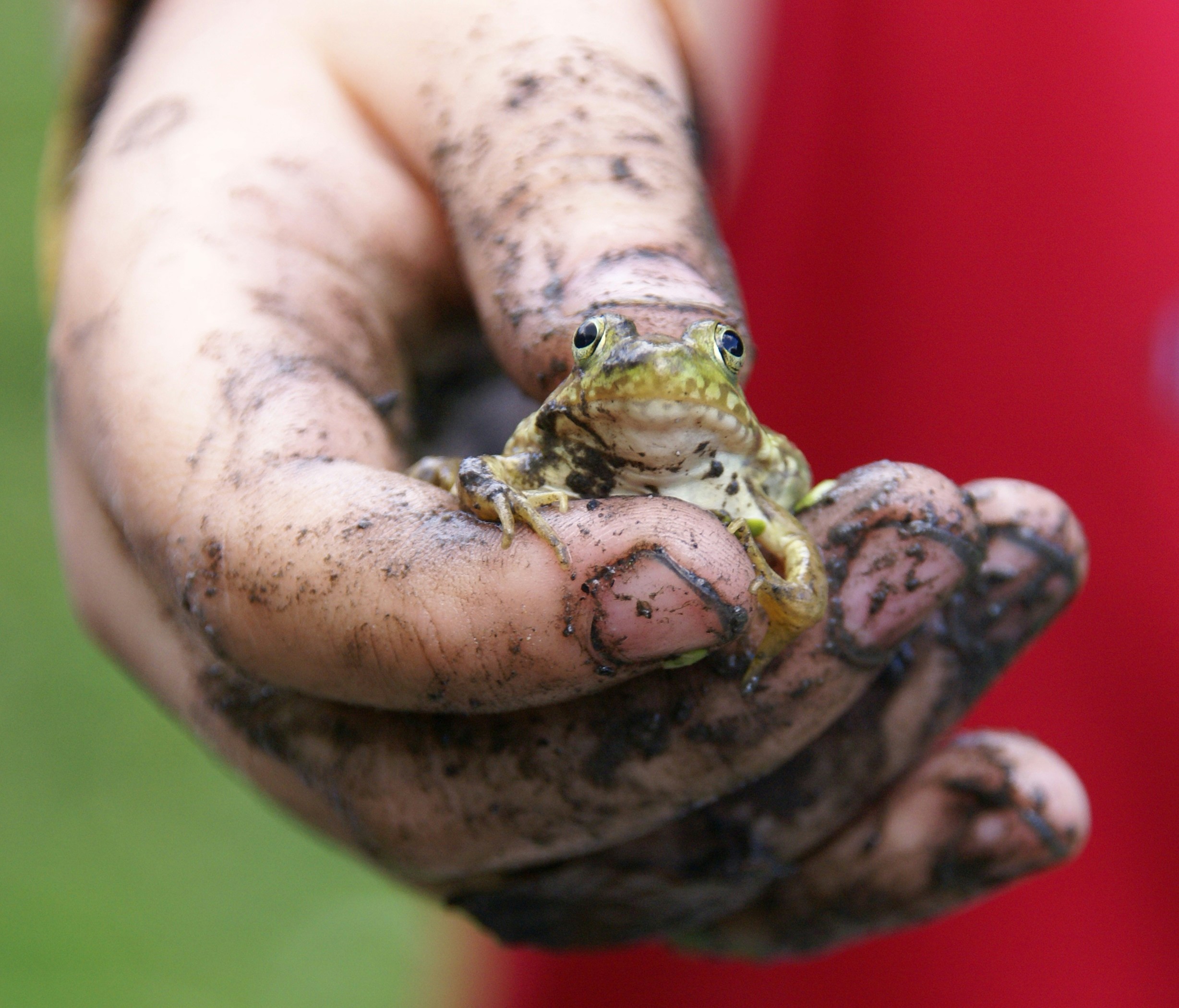 Mud-Streaked Frog in a Muddy Grasp: An Up-Close Portrait
