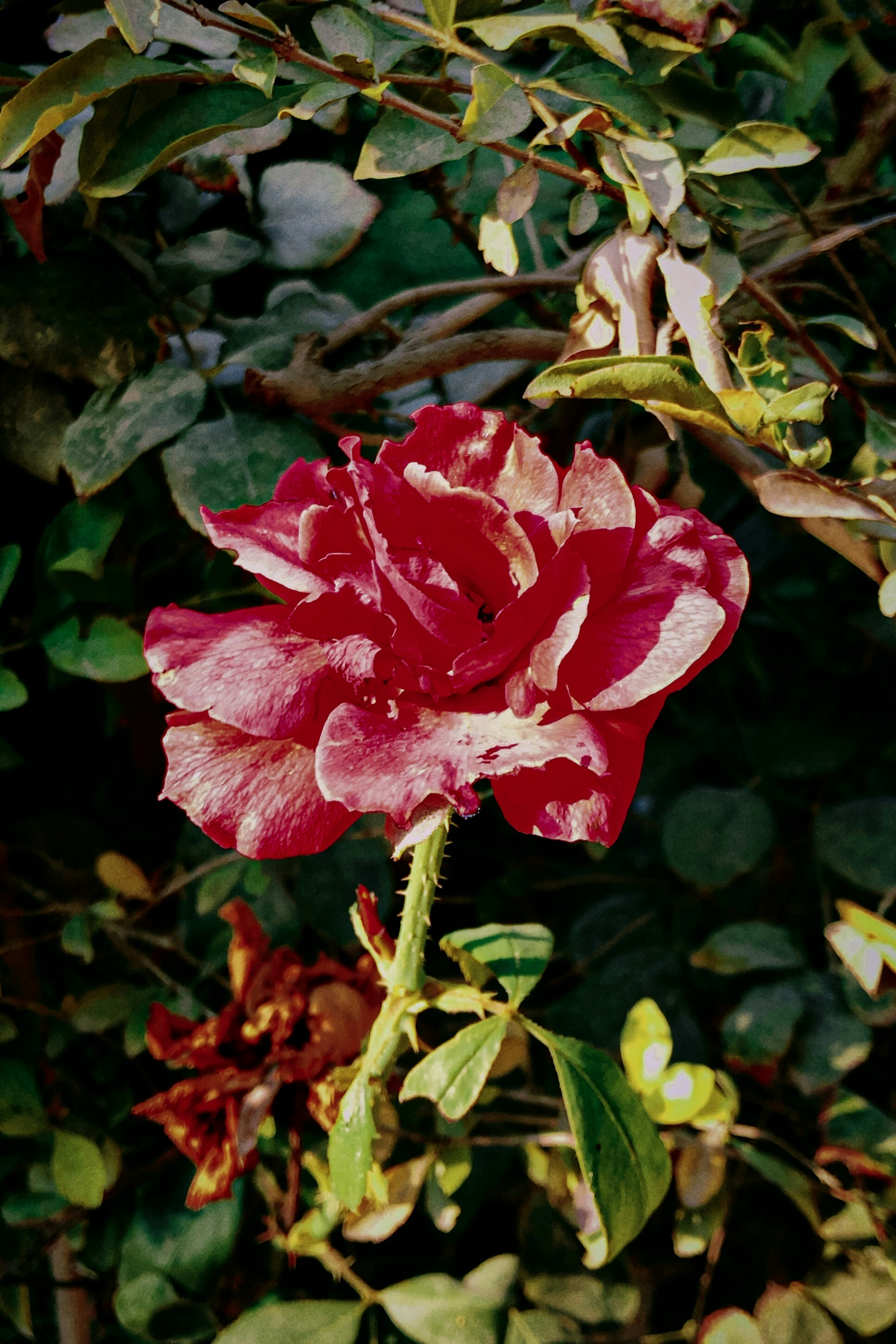Sunlit Crimson Rose Surrounded by Velvet Leaves