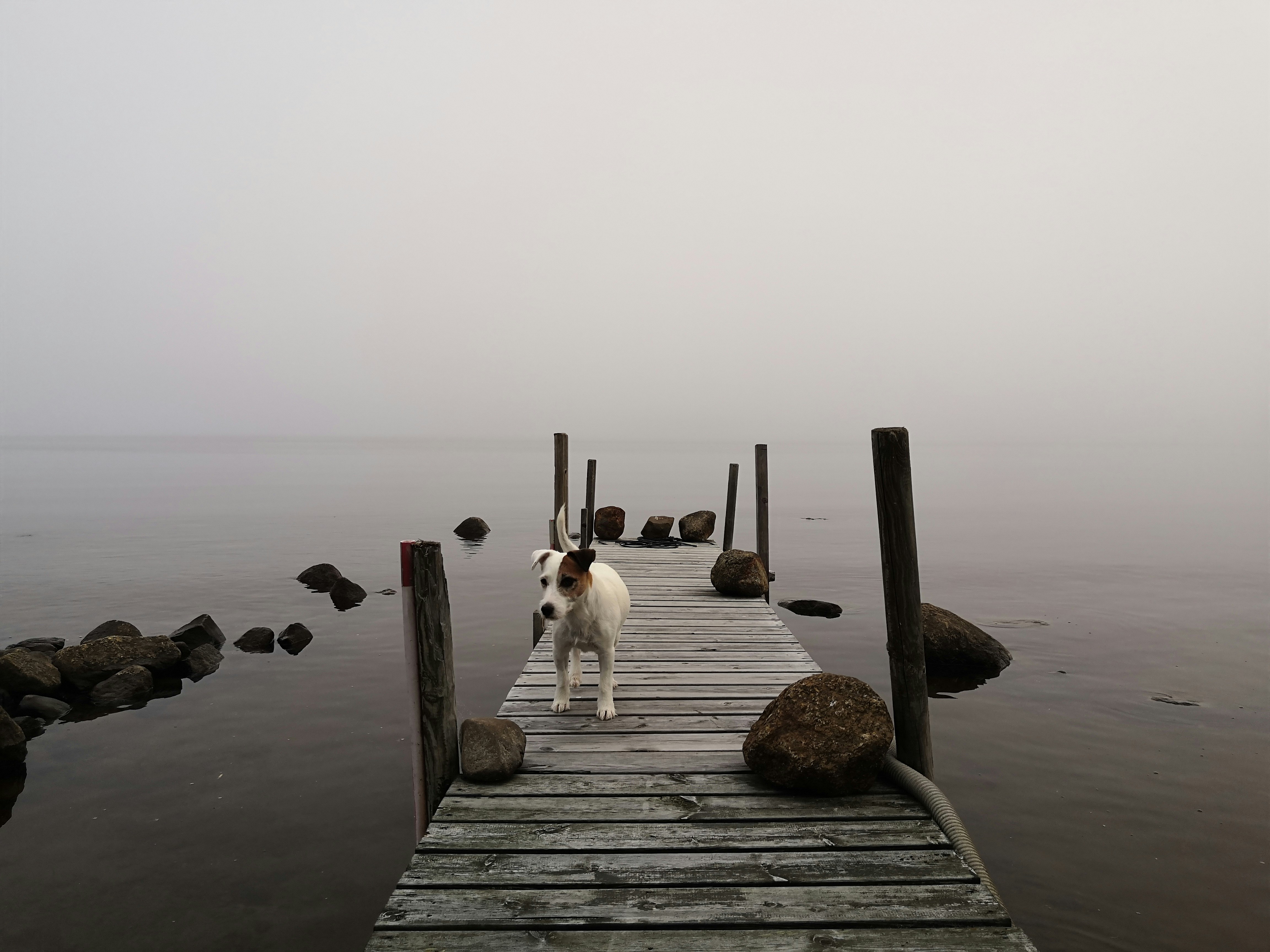 Fogbound Pier: A Small White Dog at the Dock's Quiet Edge