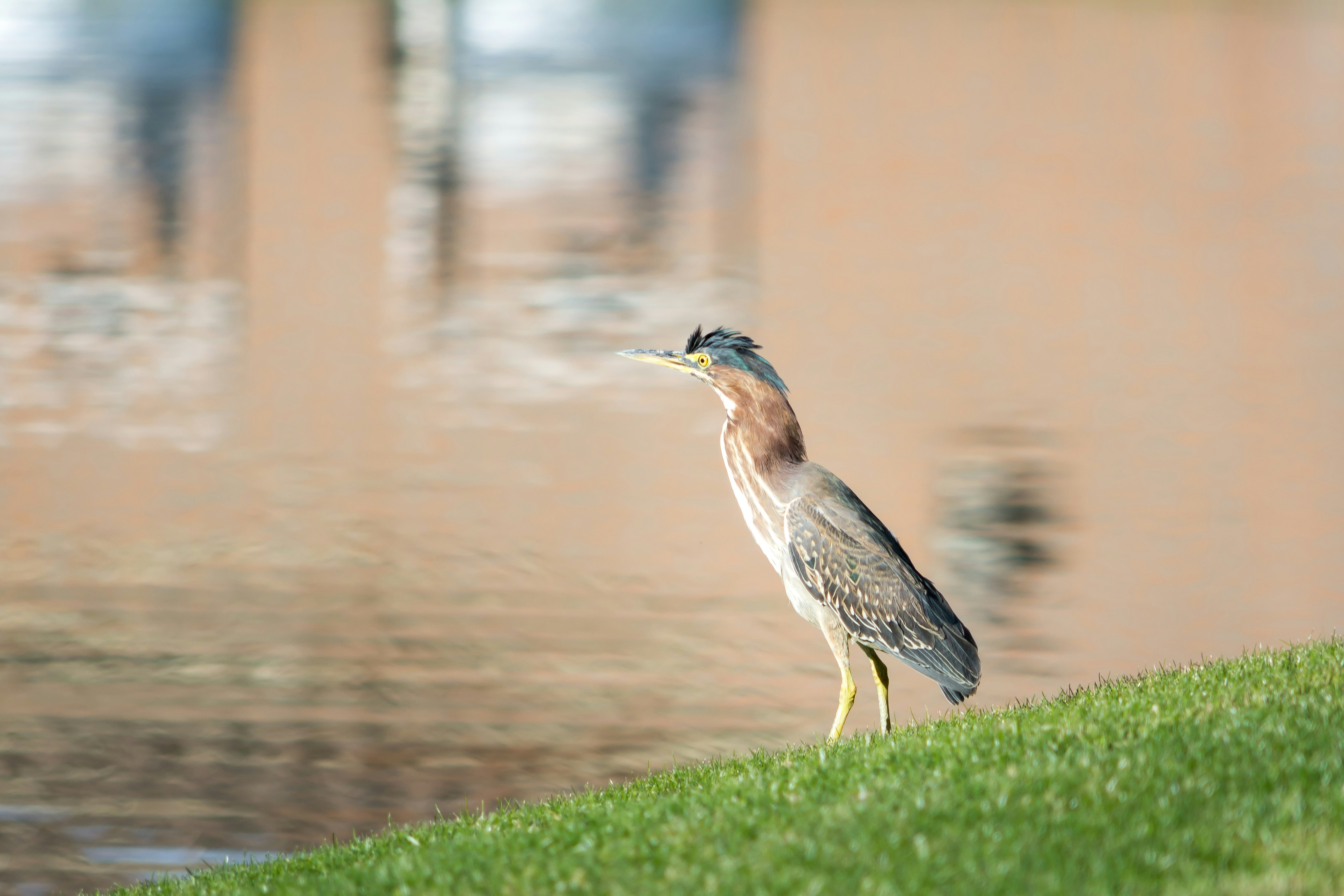 On the Grass Edge: A Green Heron by the Quiet Pond