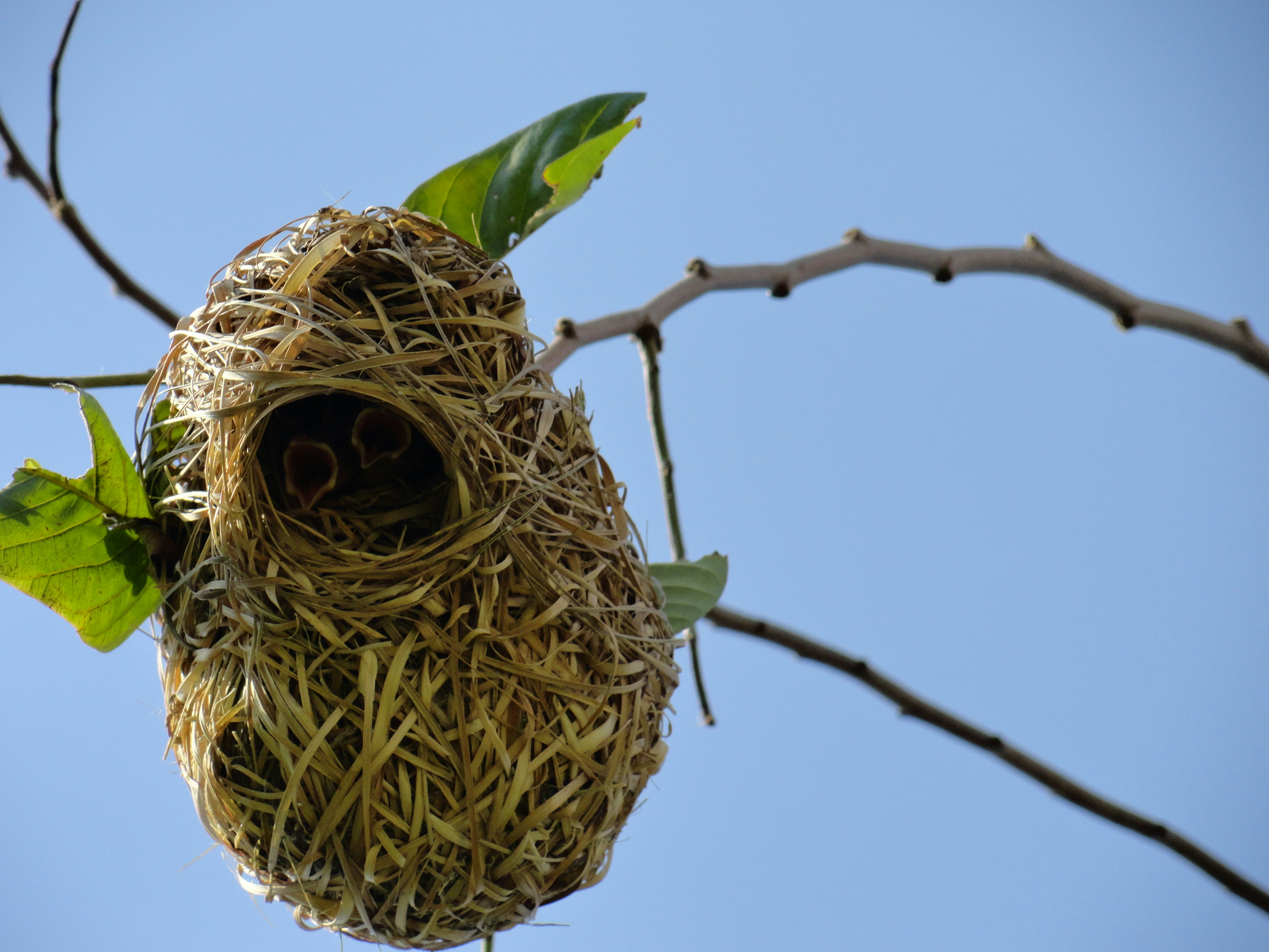 A woven bird's nest perched on a slender branch, surrounded by vibrant green leaves against a clear blue sky.