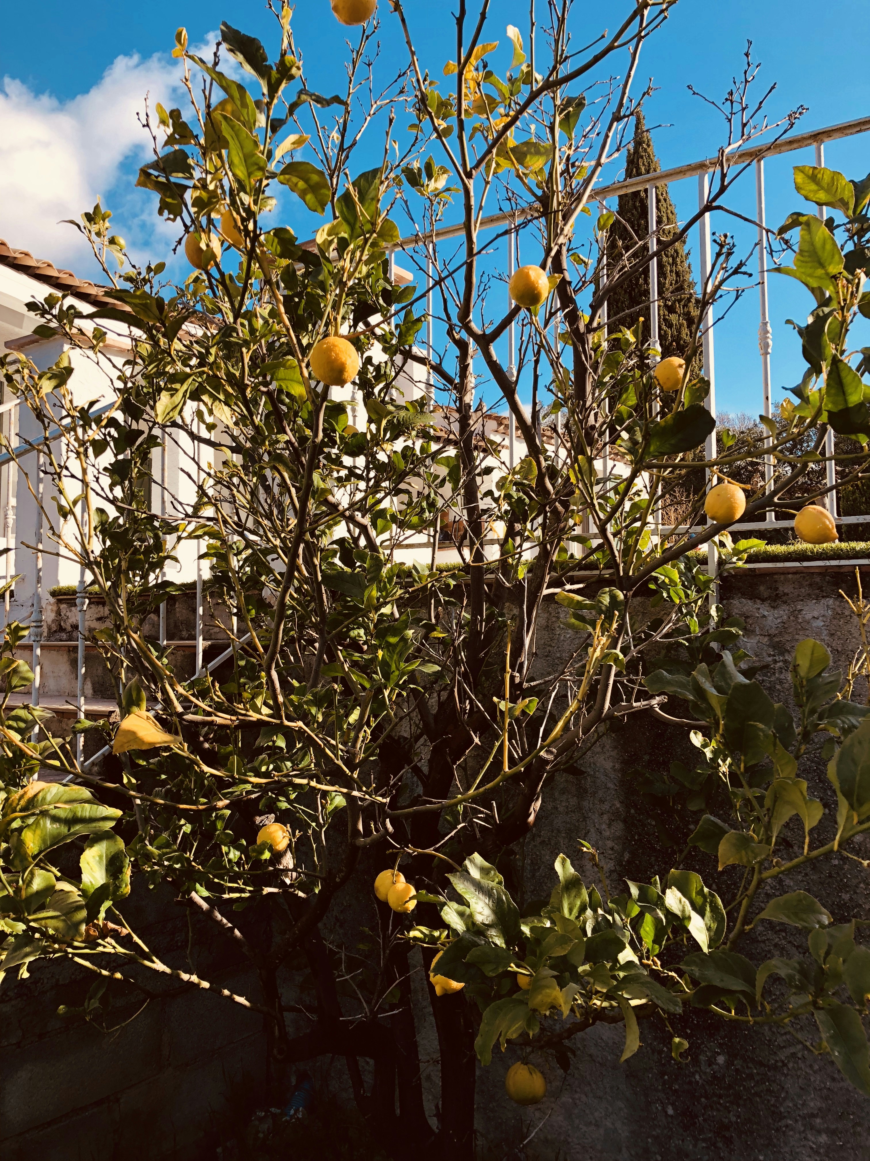 yellow flowers
