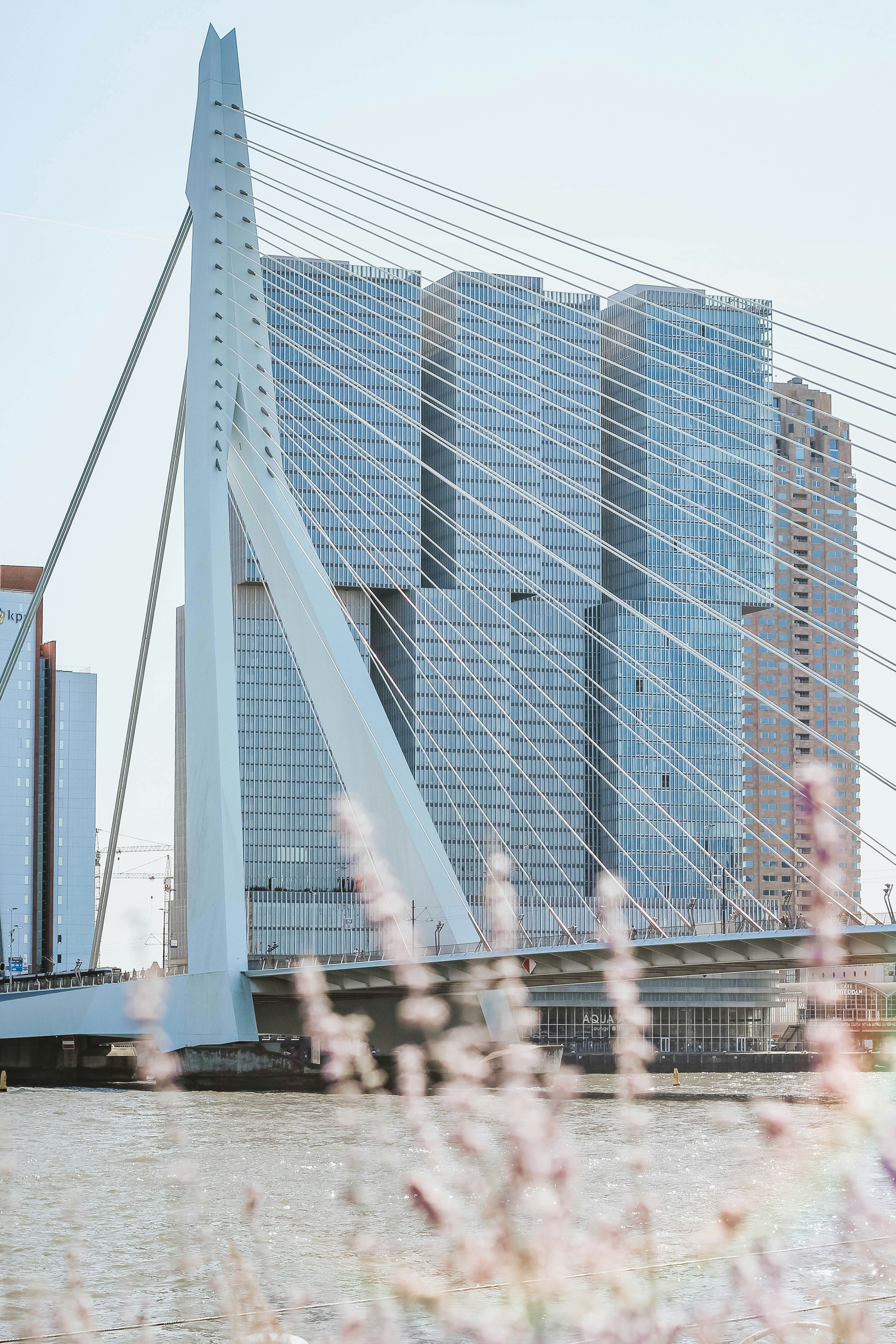 White bridge viewing high-rise buildings during daytime photo – Free ...