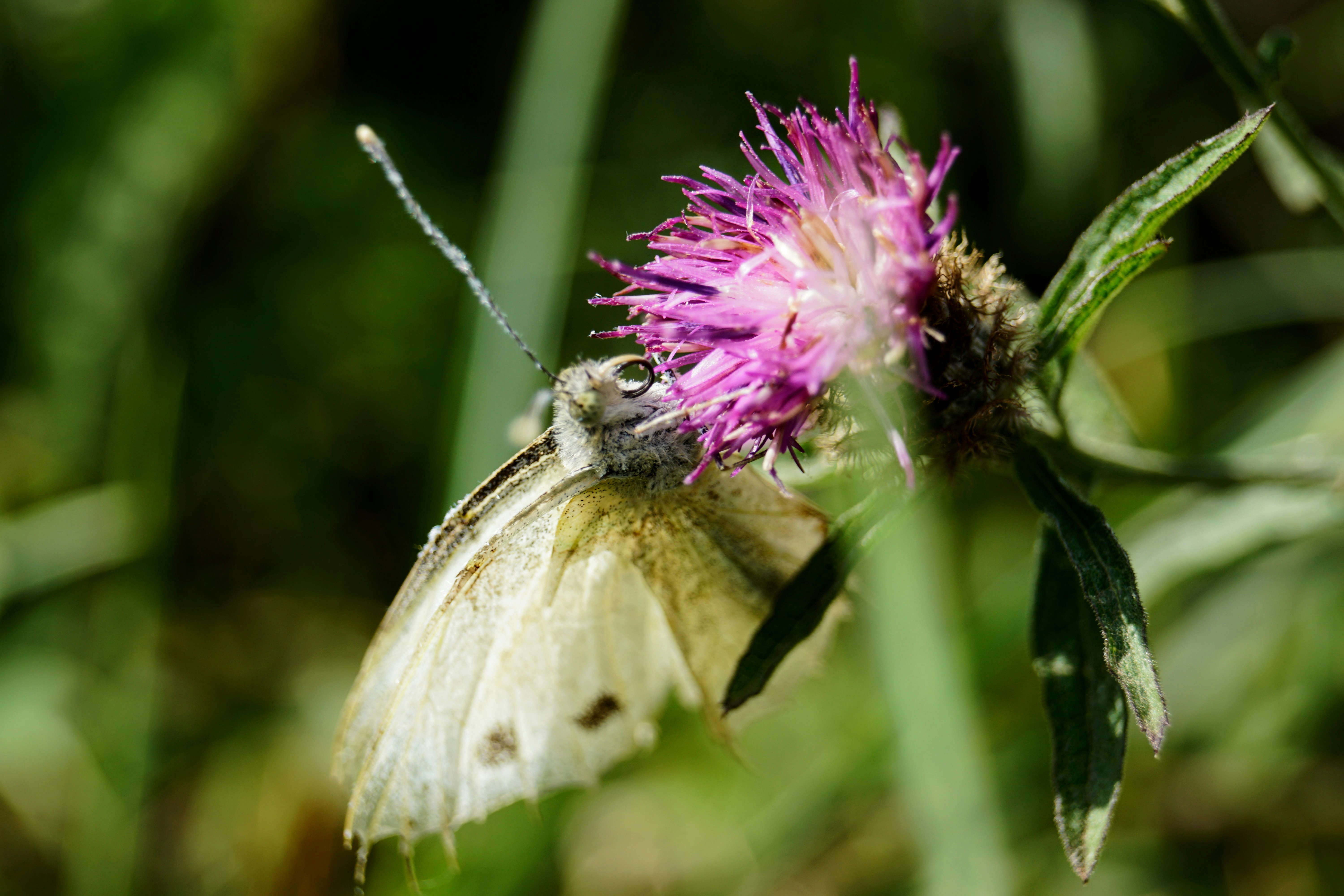 Close-up of a pale butterfly perched on a magenta thistle, with a soft green background.