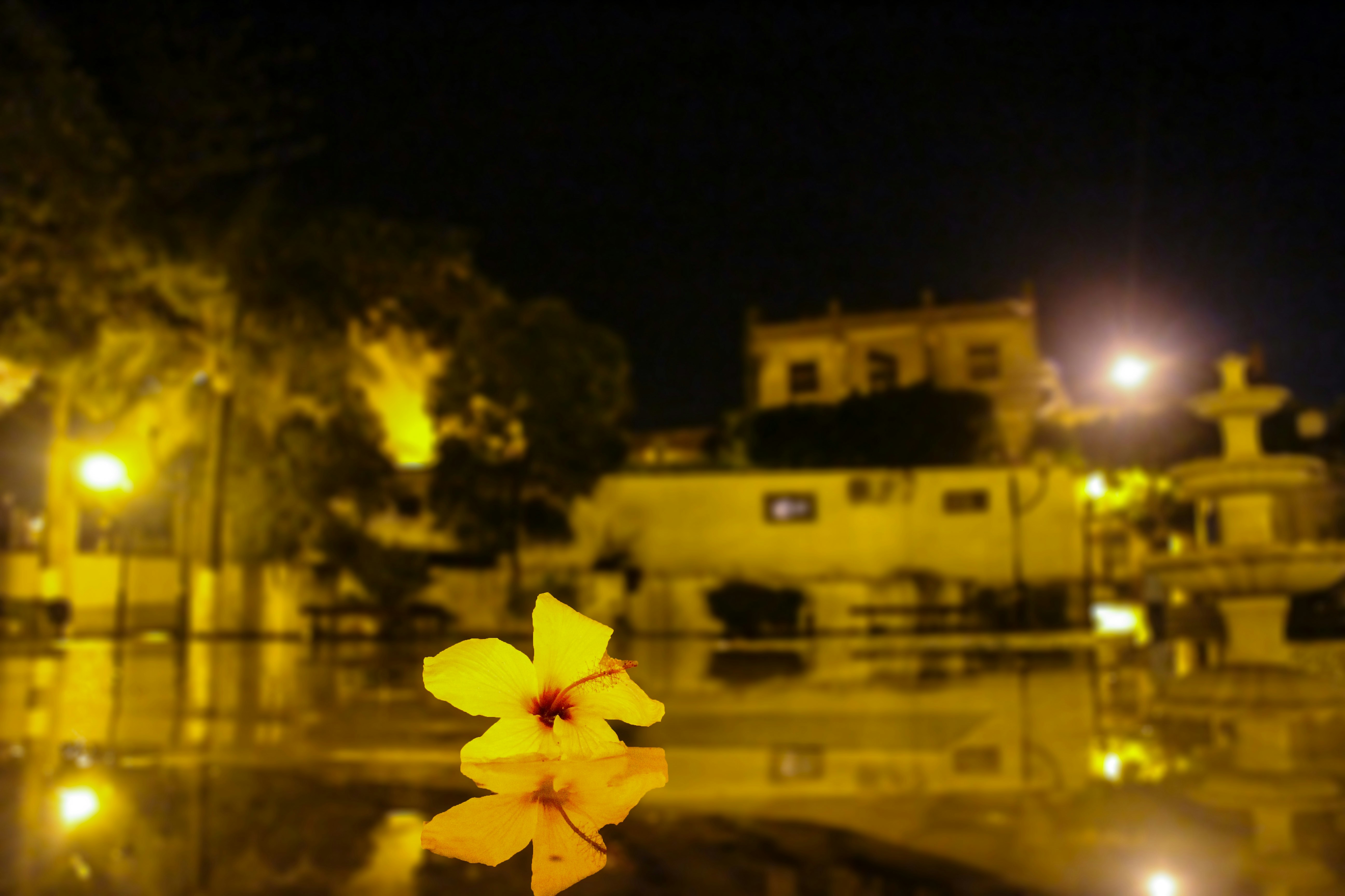 Yellow blossom mirrored over dusk-lit fountain