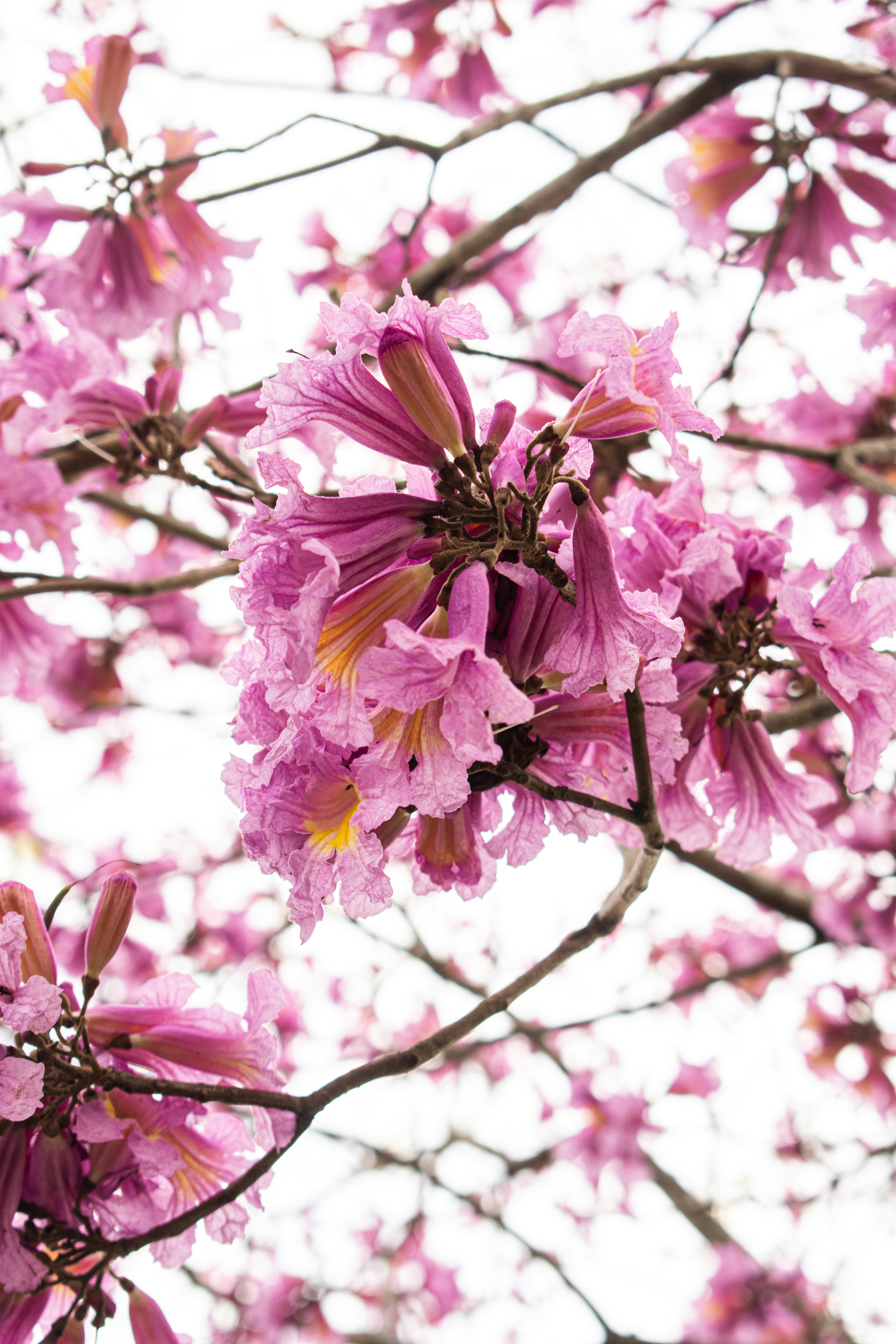 Petal Chorus: Close-Up on Pink Azalea Clusters