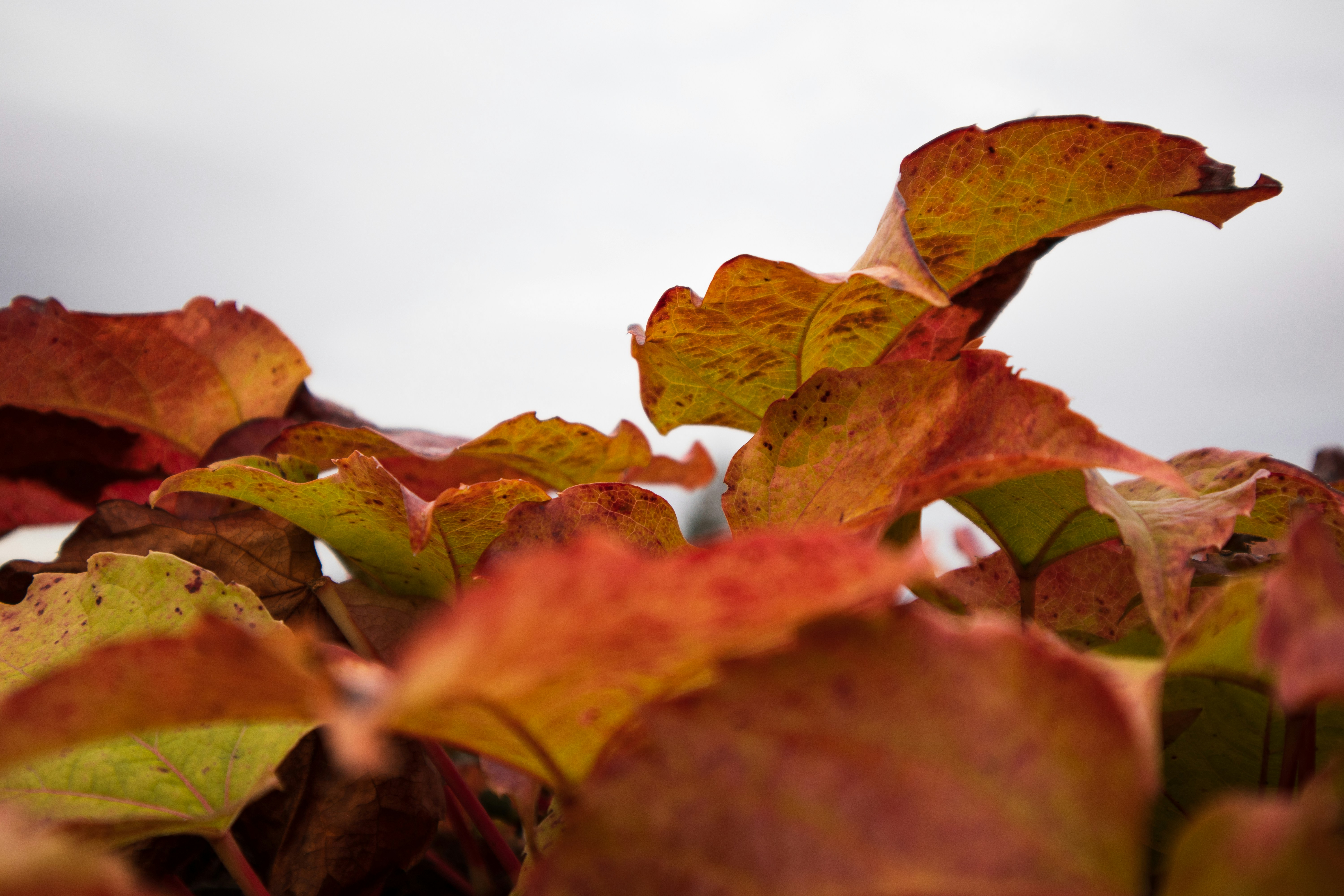 Autumn Leaves in Soft Focus Horizon