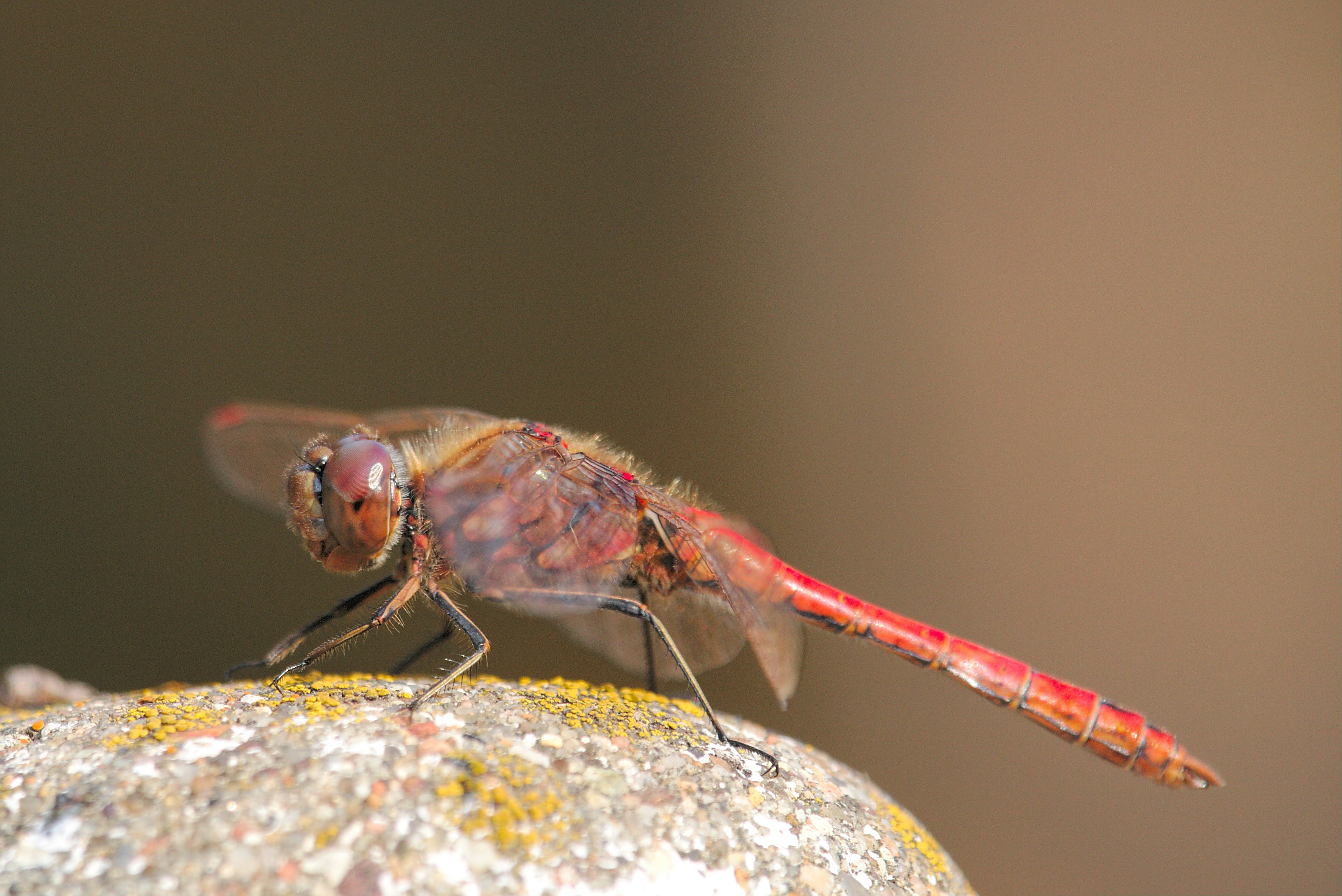 Crimson Dragonfly Perched on Weathered Stone