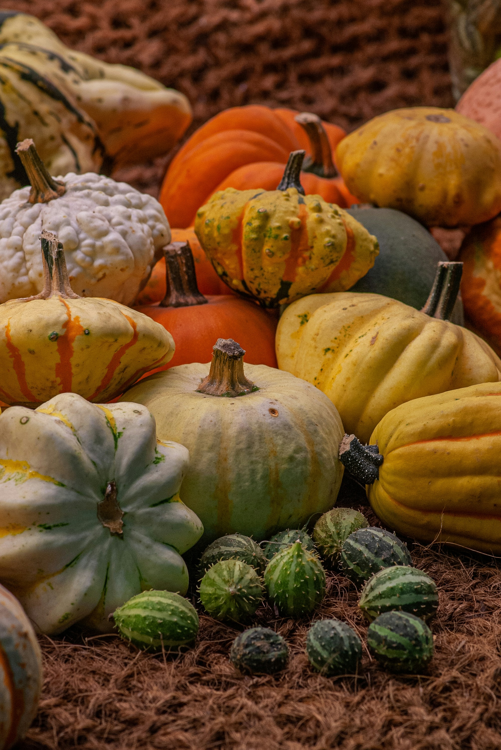 A vibrant assortment of various gourds and pumpkins arranged artistically on a textured surface, showcasing their unique shapes and colors.