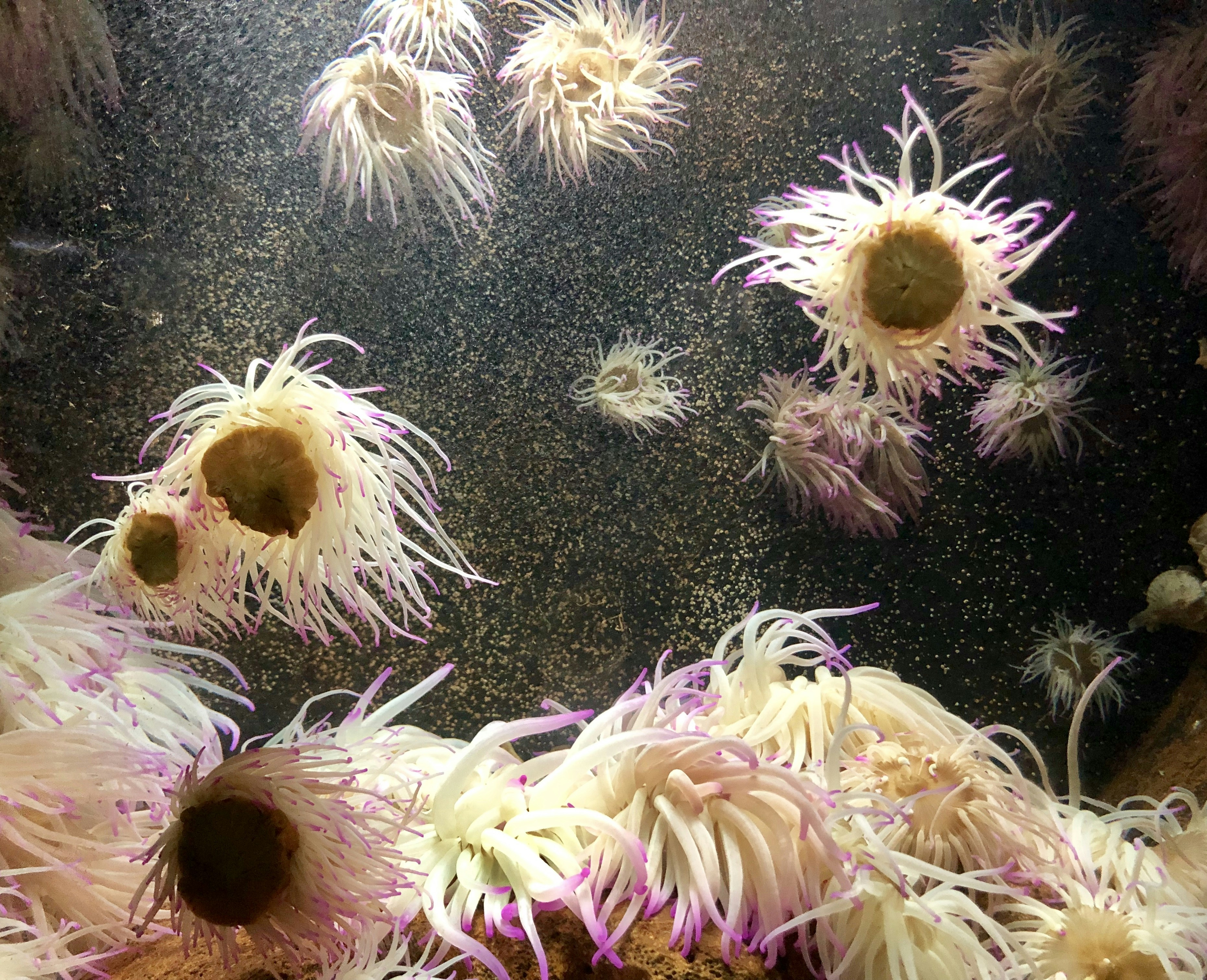 Luminous Fronds in a Velvet Tank: Jellyfish Drift