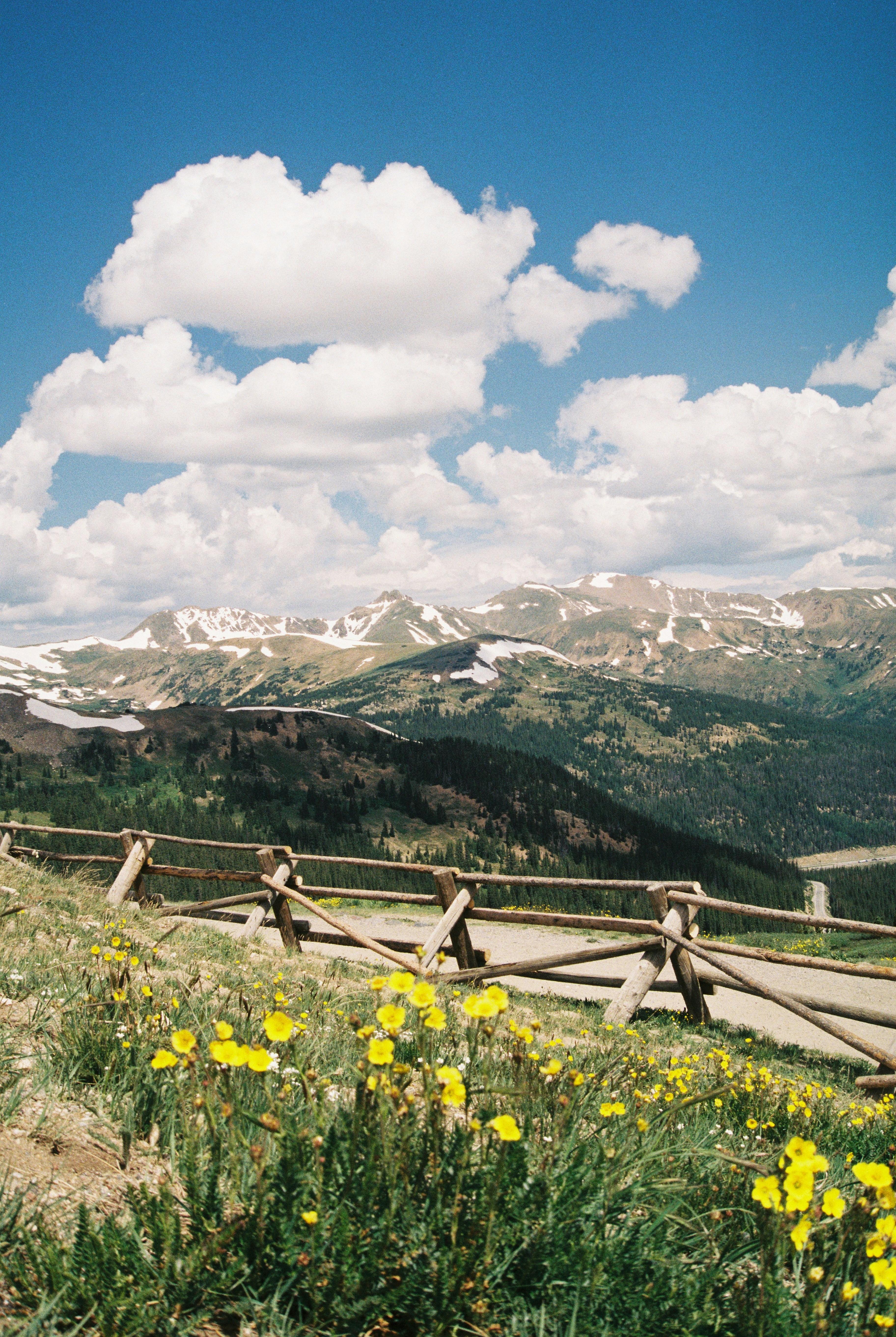 Vibrant yellow wildflowers in the foreground with a sweeping mountain landscape under a bright blue sky adorned with fluffy clouds.