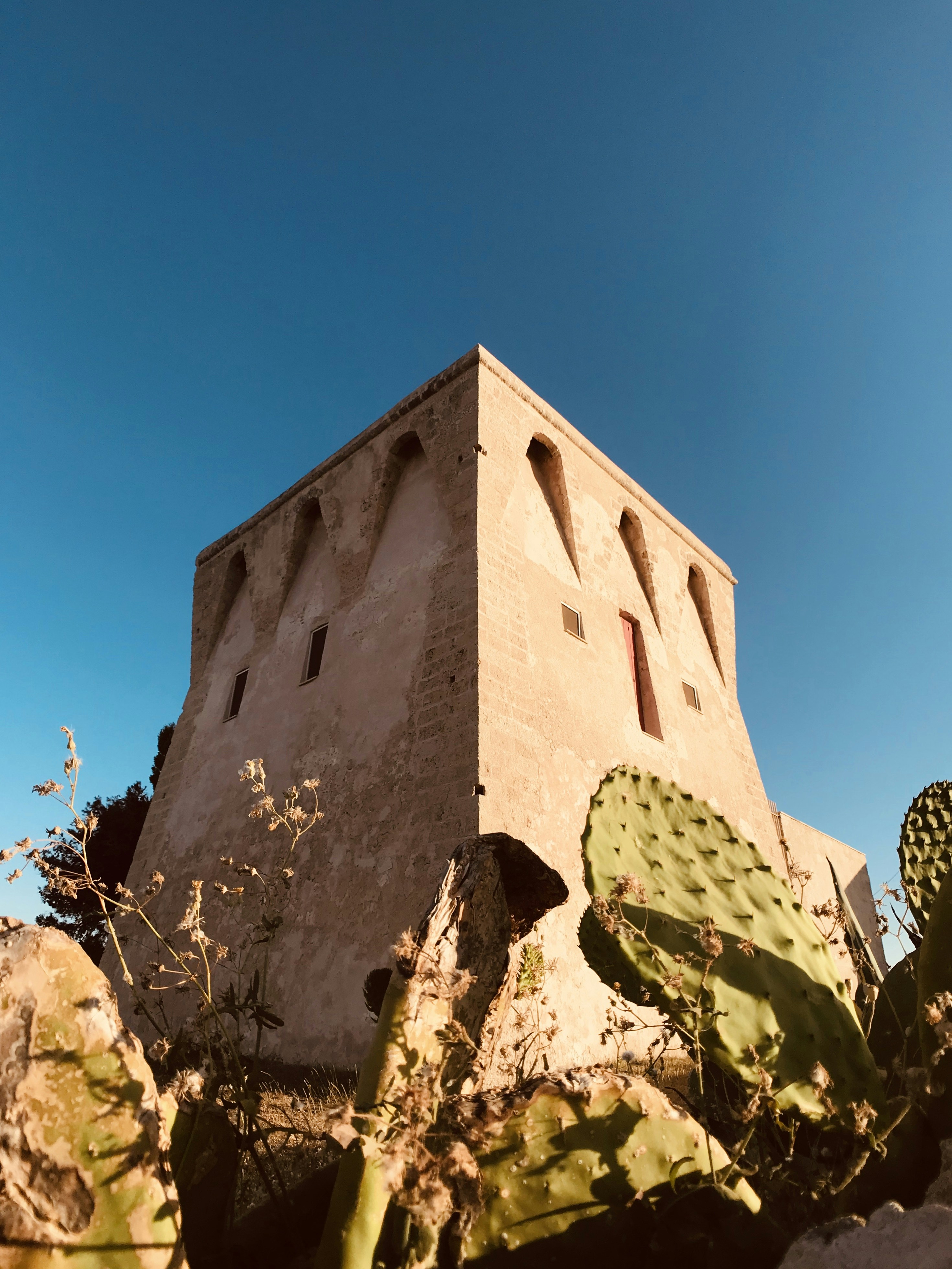 Desert Chapel Rising Over a Cactus Corridor