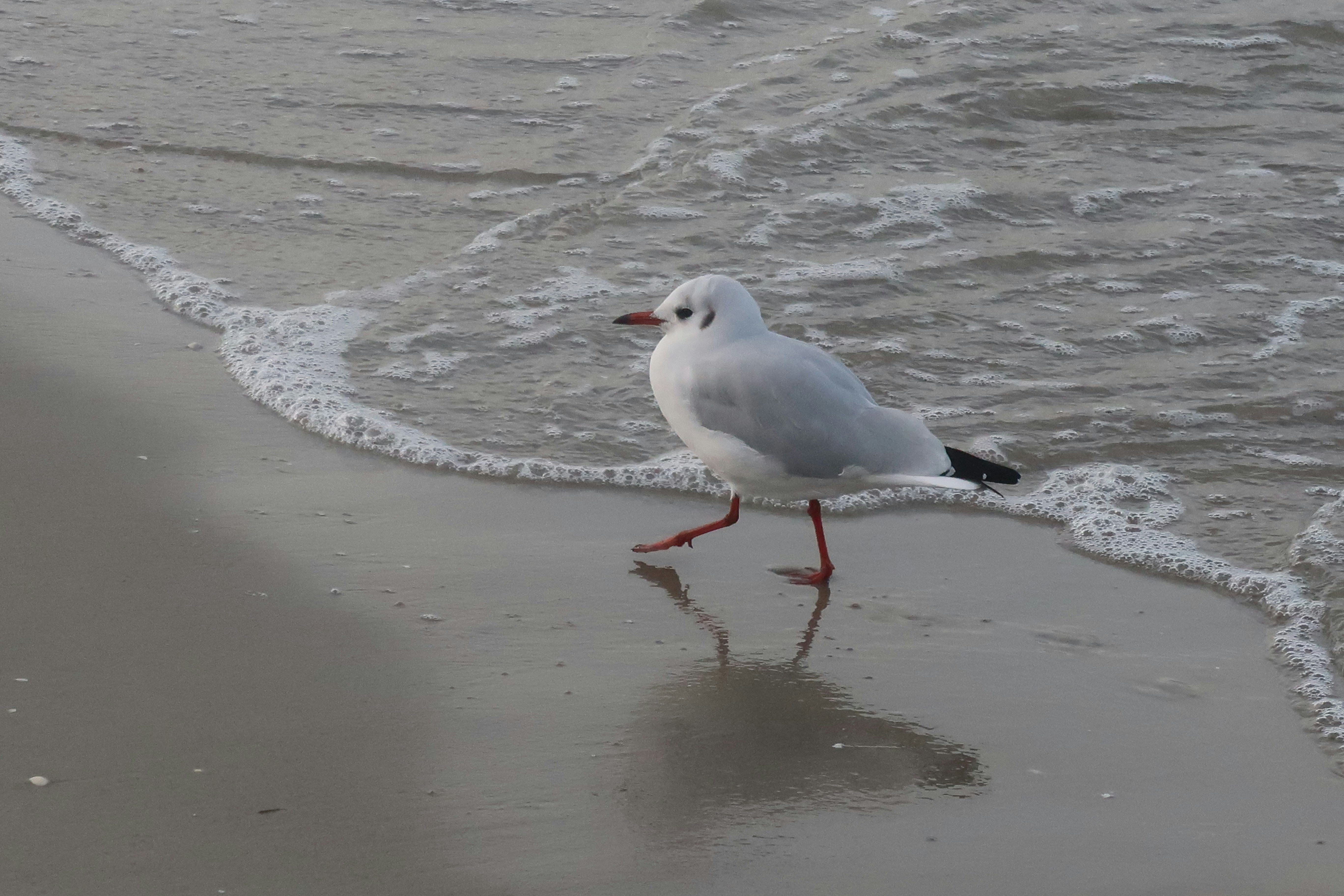 White bird on beach photo – Free Grey Image on Unsplash