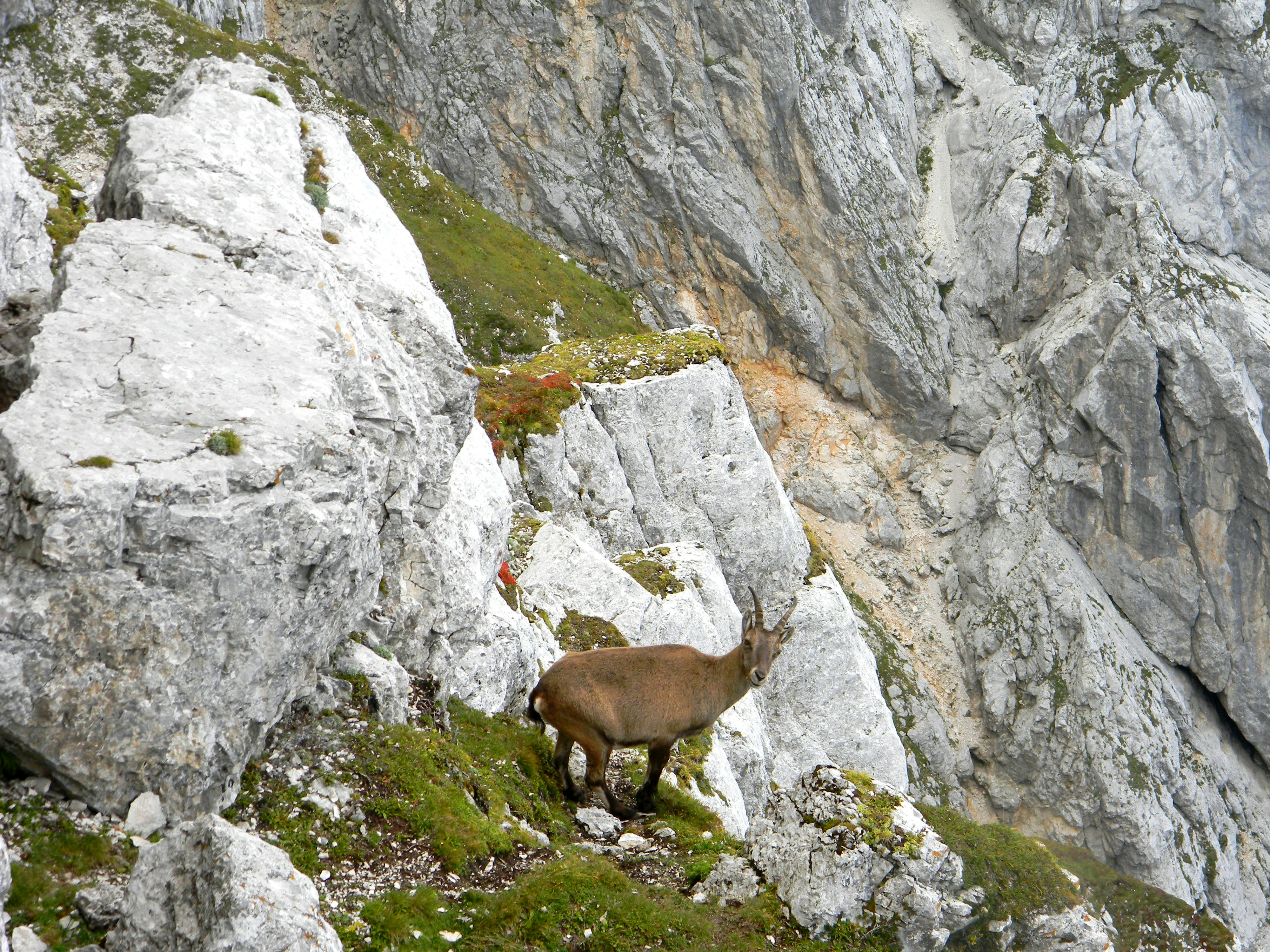 A stag stands poised on rocky terrain, surrounded by rugged cliffs and patches of greenery. The scene captures the essence of wildlife in a mountainous habitat.