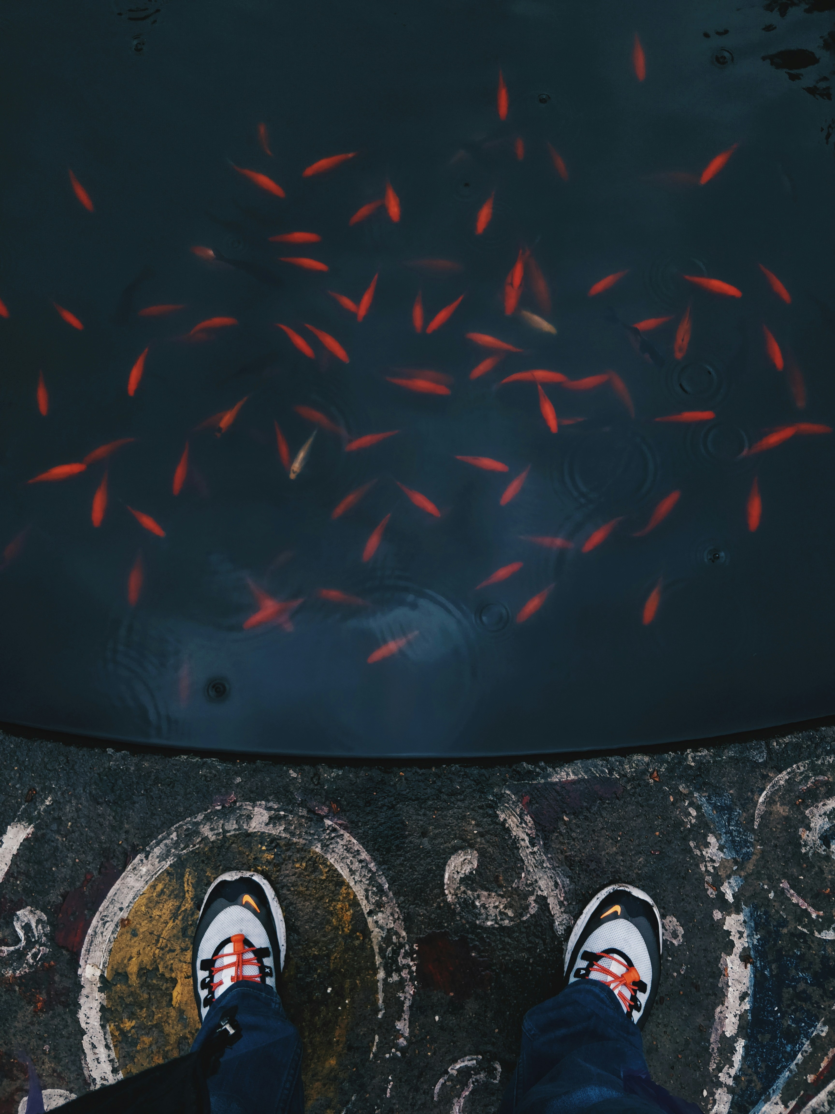 Crimson Shoals: Red Koi Circling a Dark Pond Edge