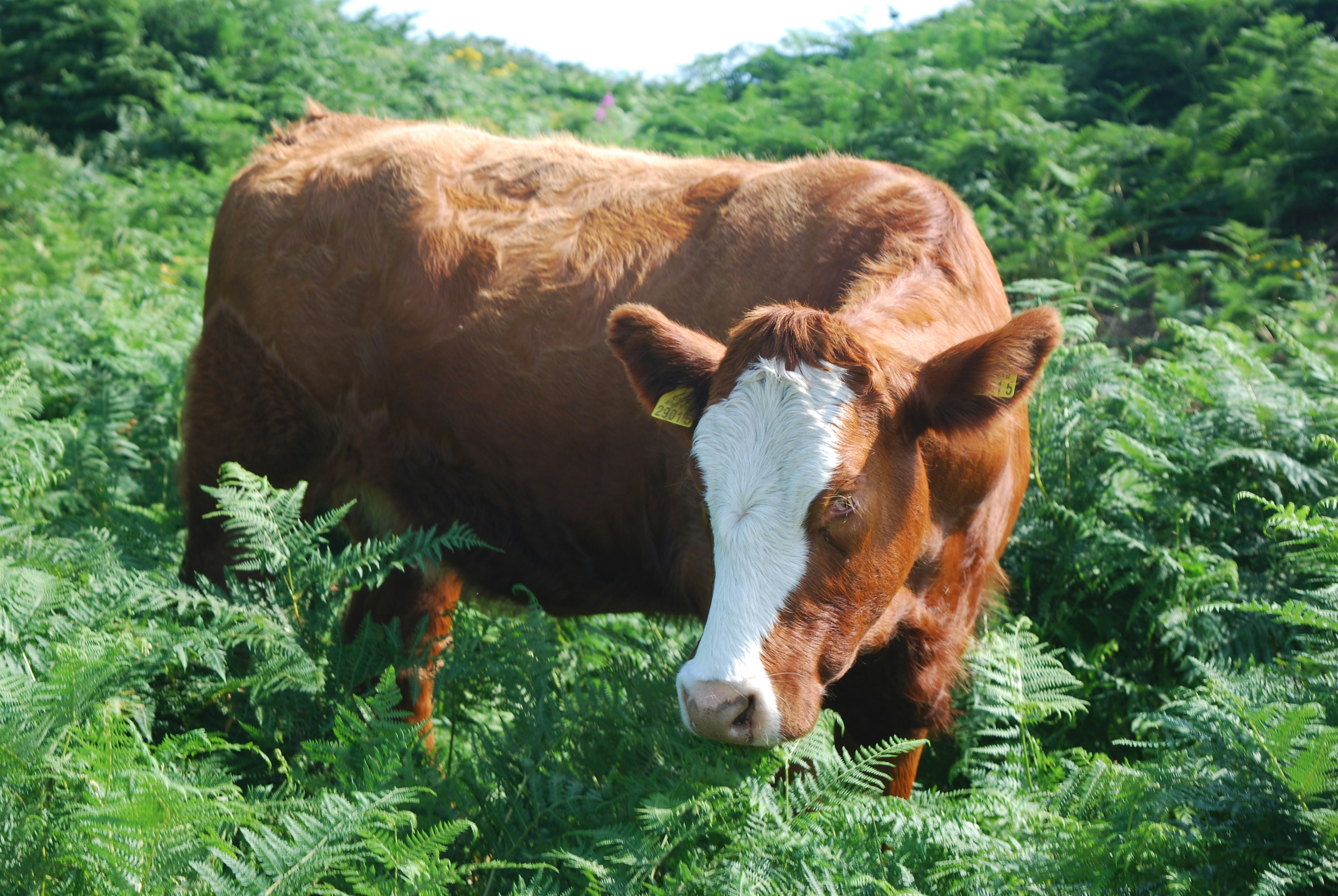 Brown and white cow grazing amidst lush green ferns on a sunny day.