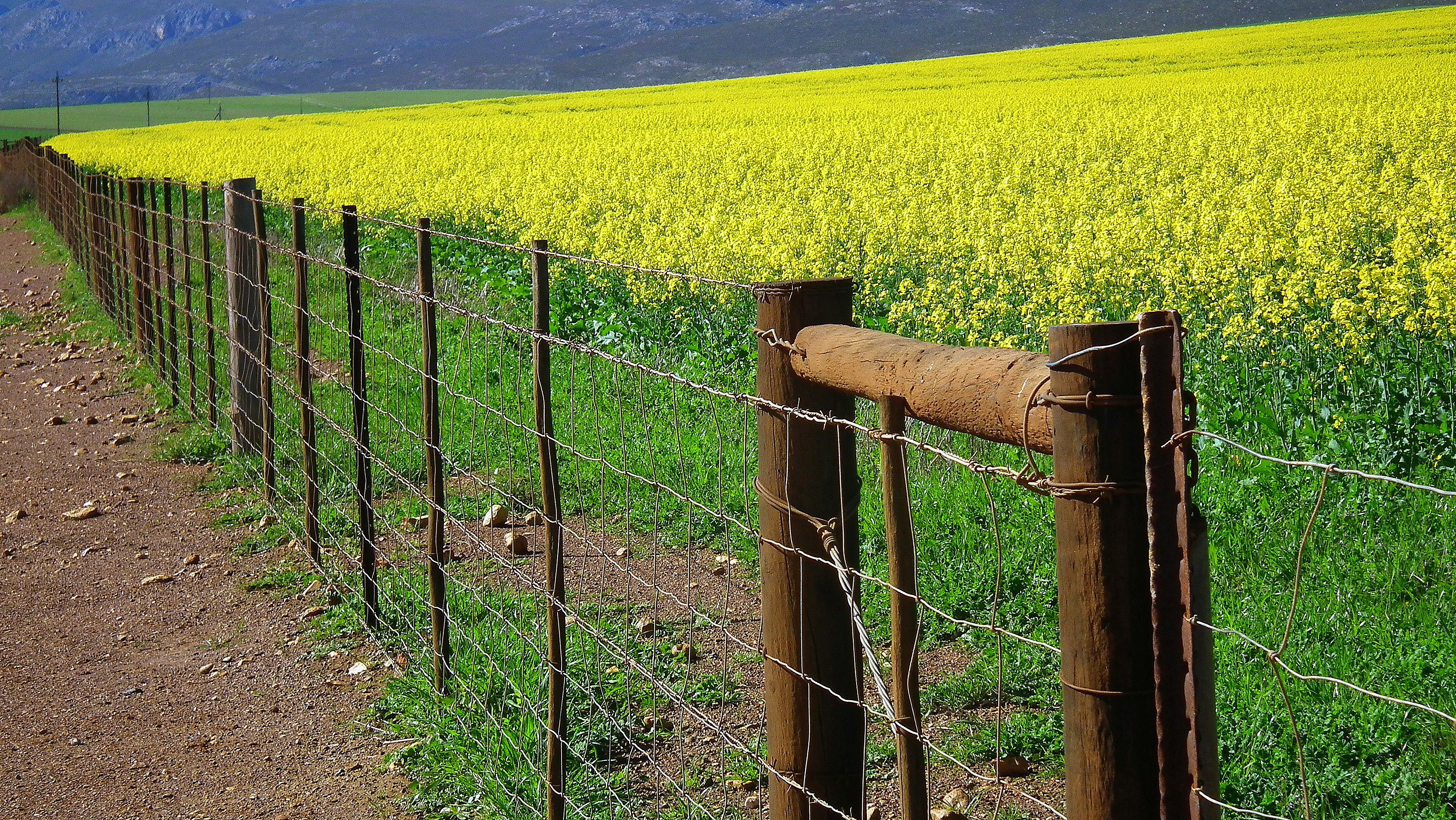 Rustic barbed wire fence lines a vibrant yellow flower field under a clear blue sky.