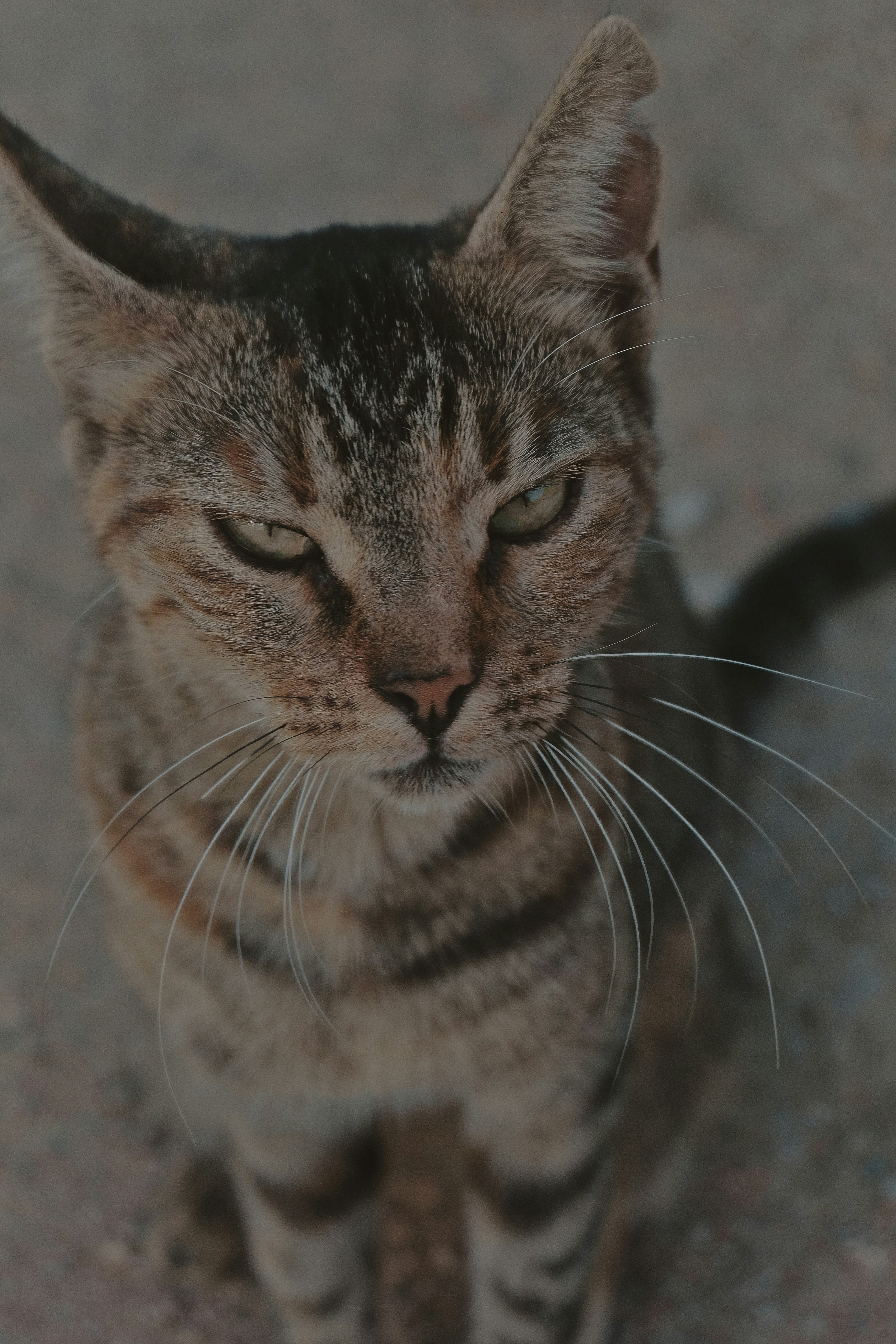 Direct Gaze from a Ground-Level Cat