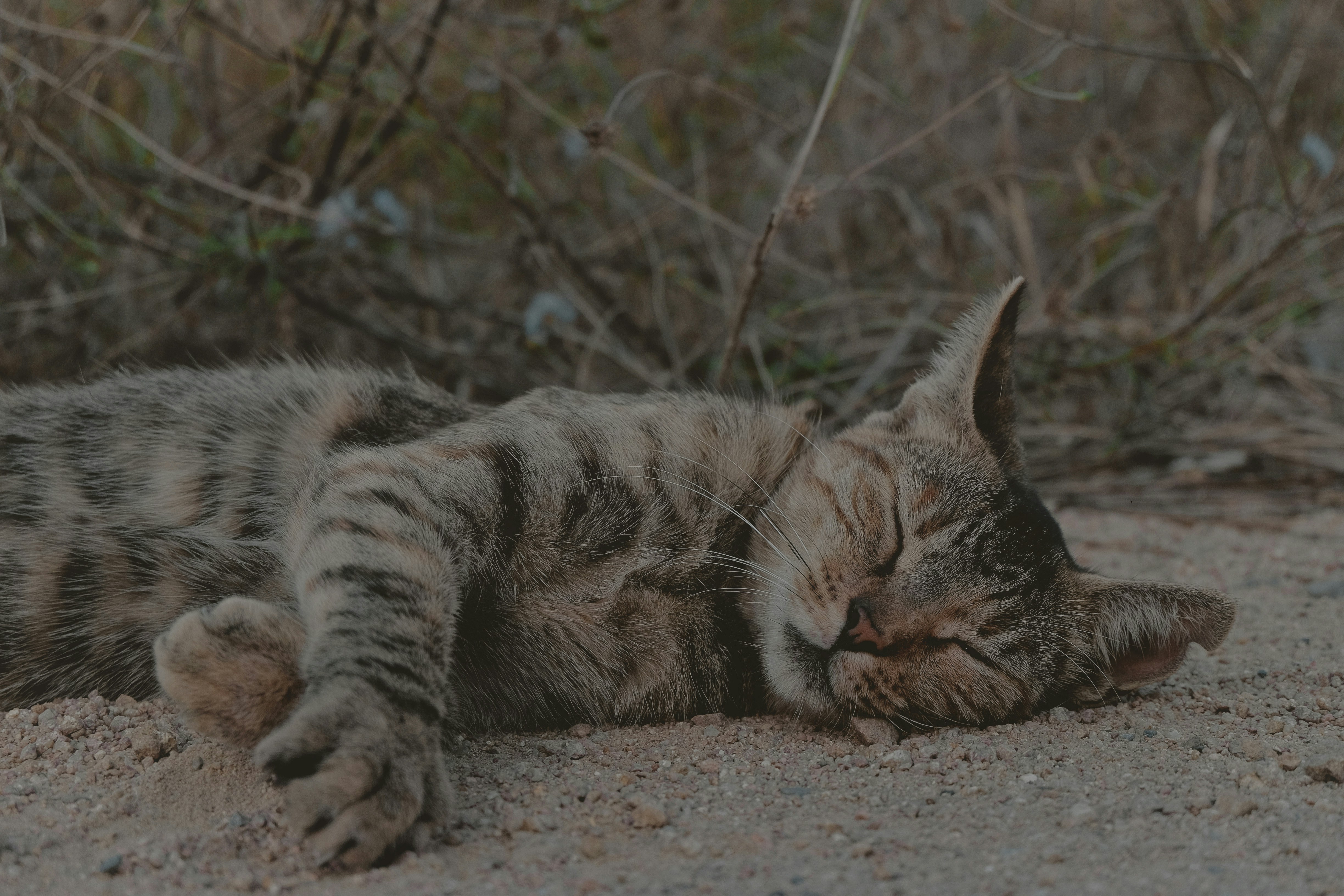 Braun getigerte Katze schläft auf Dreck Foto – Kostenloses Bild zum ...