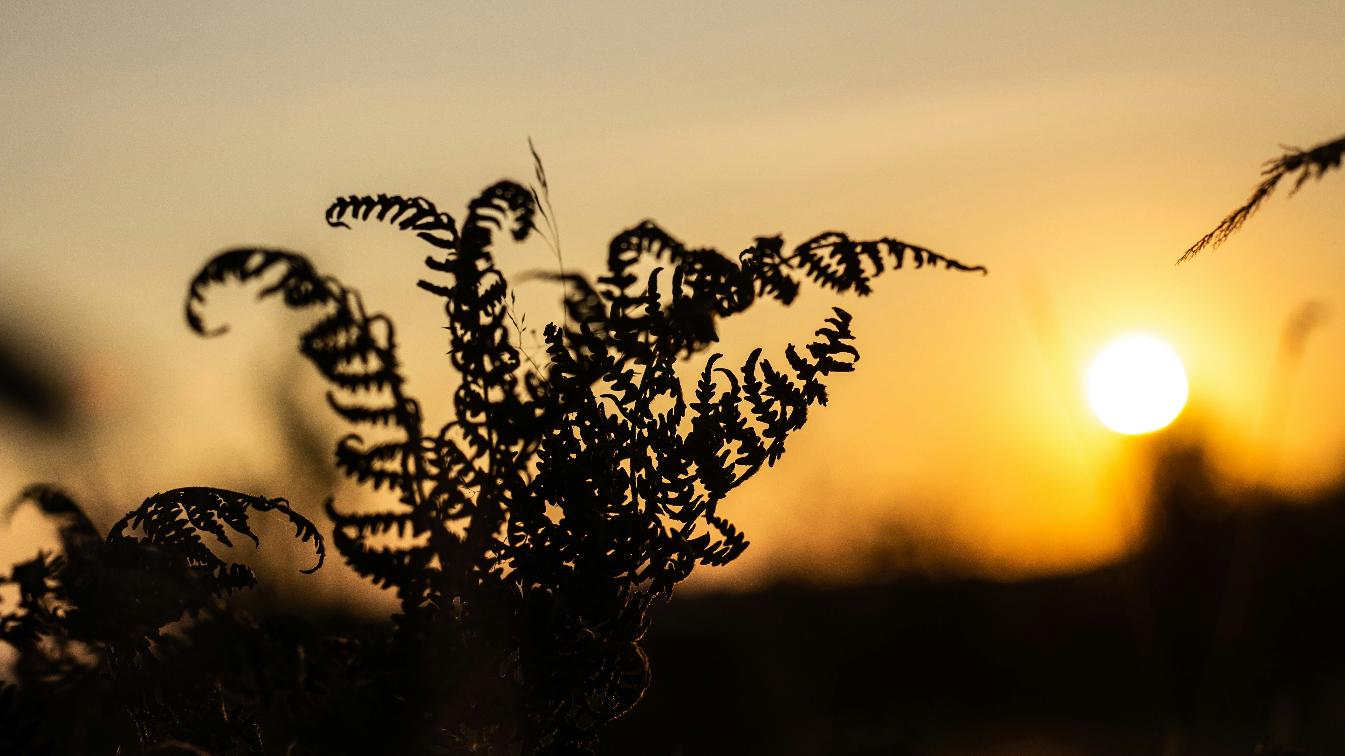 Silhouetted fern fronds against a vibrant sunset, capturing the serene transition from day to night.